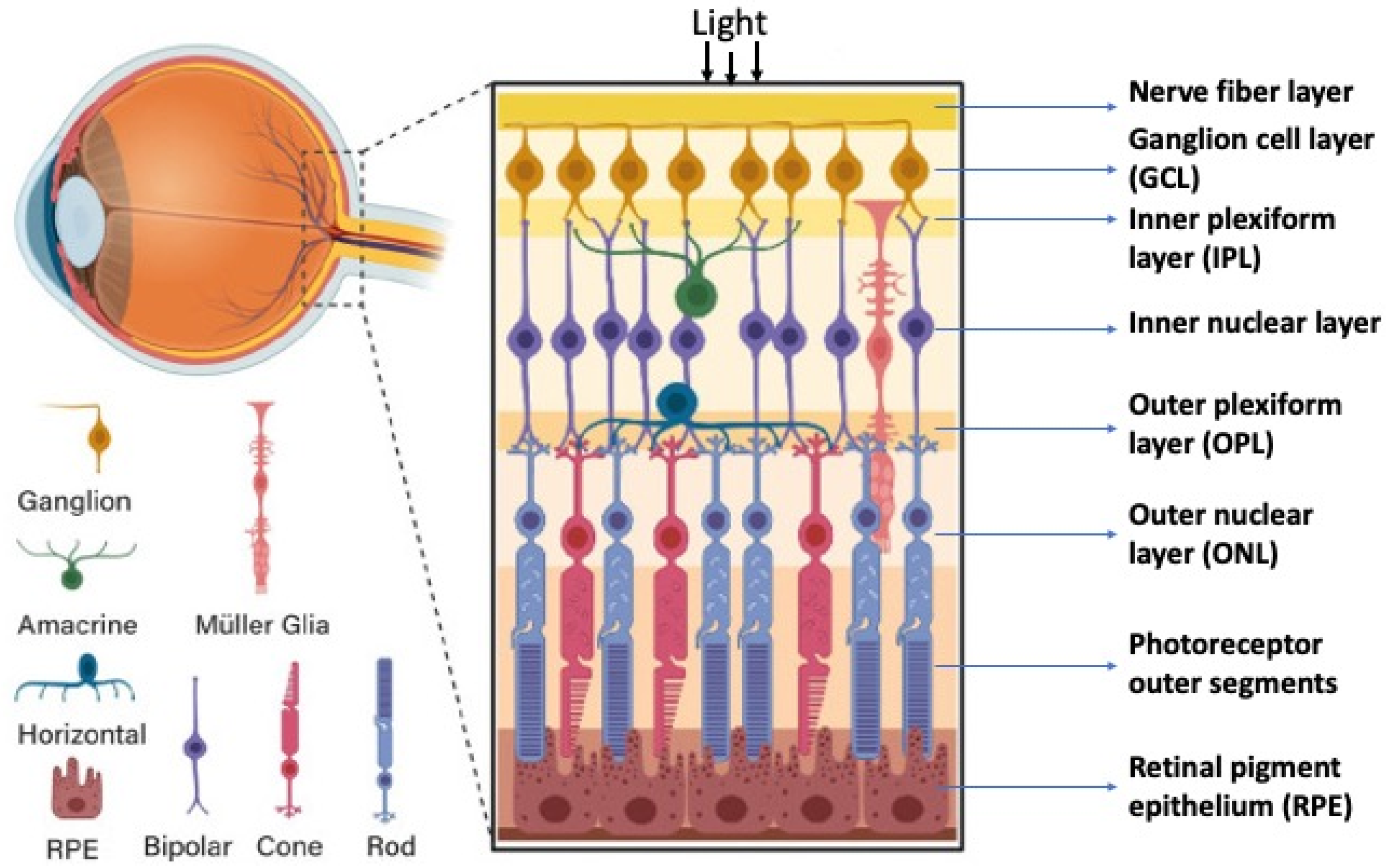 Liquid Retina Unterschied Unterschied Zwischen Super Retina Und Liquid Retina Unterschied Unterschied Zwischen Super Retina Und