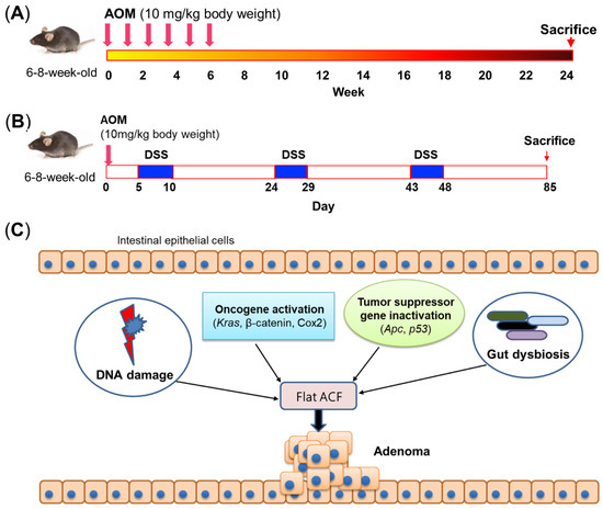 Mouse Models for Application in Colorectal Cancer: Understanding the ...
