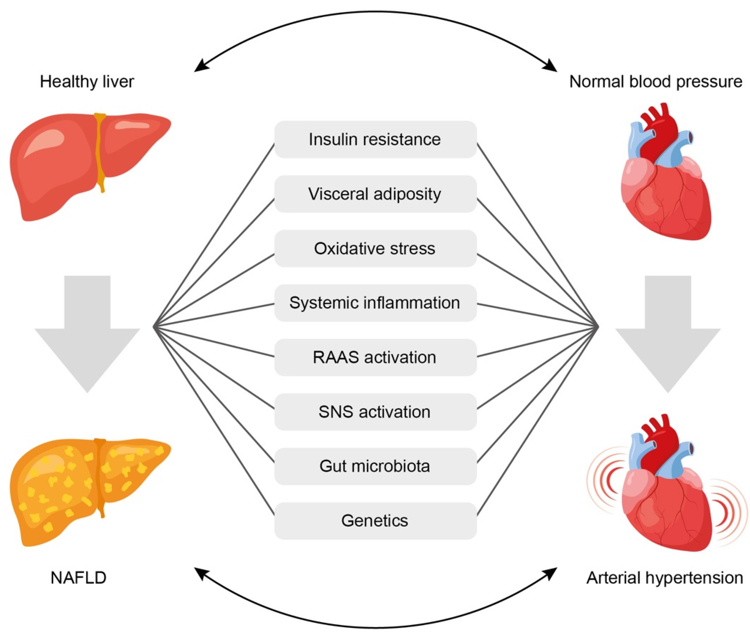 Biomedicines Free Full Text Which Comes First Nonalcoholic Fatty Biomedicines Free Full Text Which Comes First Nonalcoholic Fatty