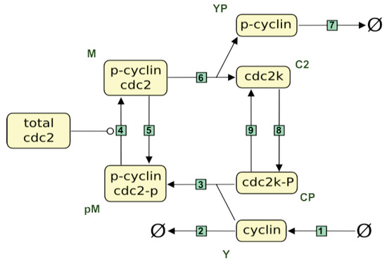 Cell Cycle Complexity: Exploring the Structure of Persistent Subsystems ...