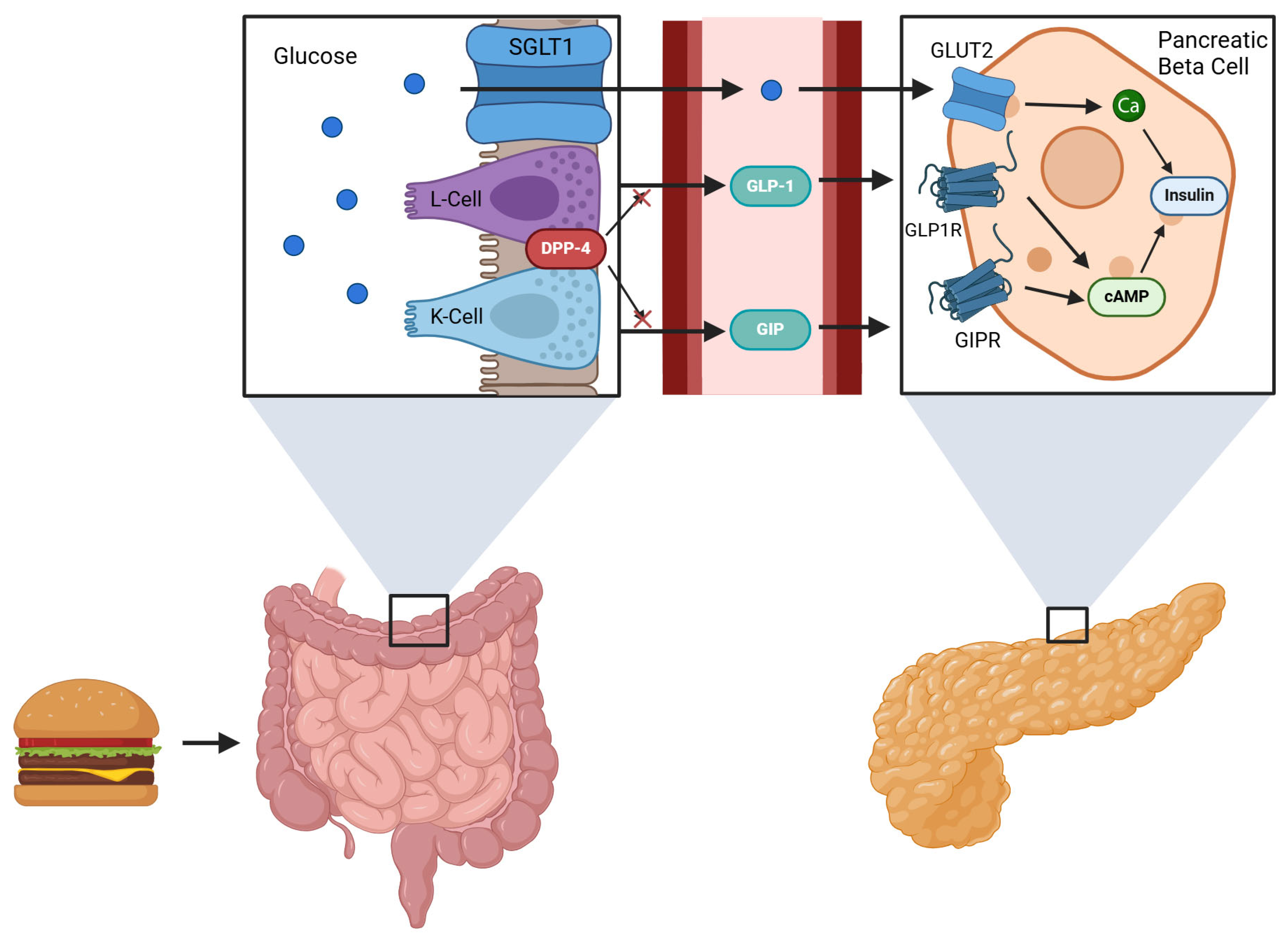 The Gut Microbiome’s Influence on Incretins and Impact on Blood Glucose ...