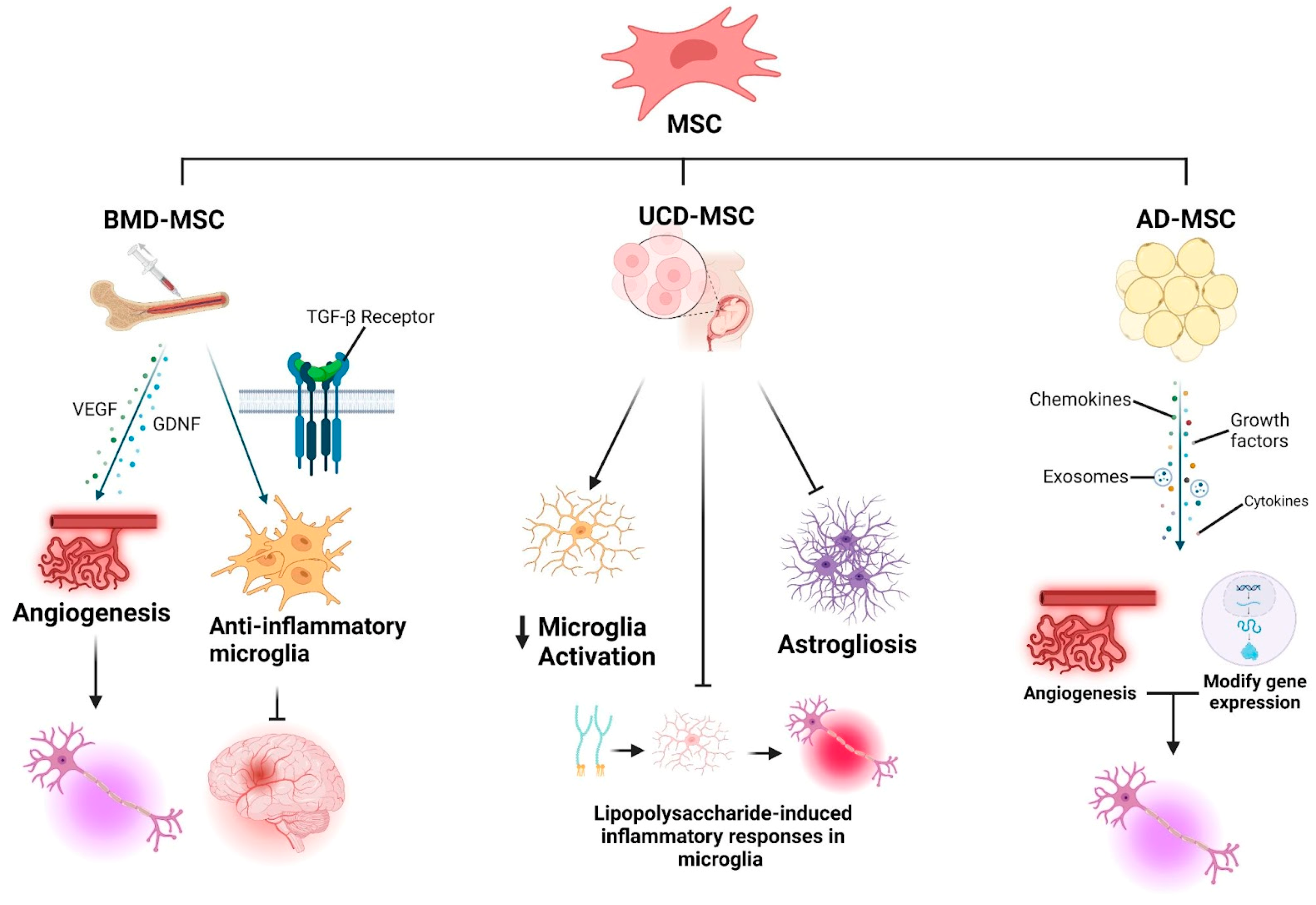 Stem Cell Therapy For The Treatment Of Amyotrophic Lateral Sclerosis Stem Cell Therapy For The Treatment Of Amyotrophic Lateral Sclerosis