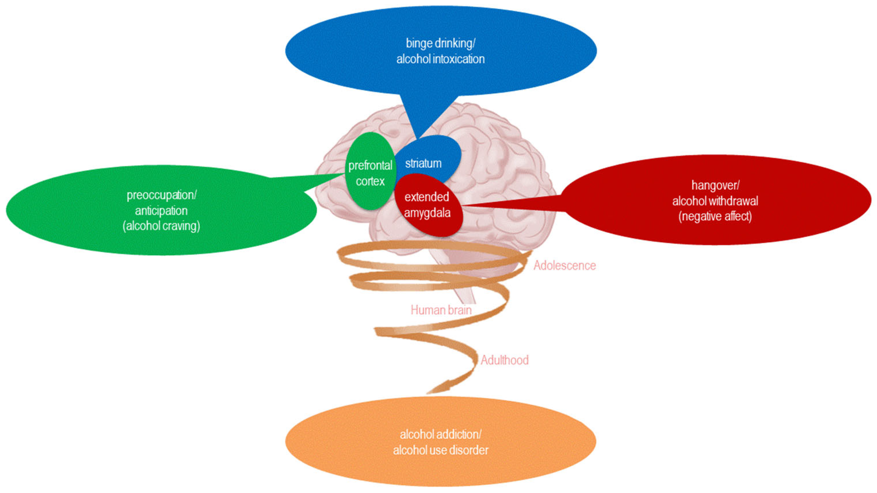 The Impacts of Binge Drinking and Hangover on the Social Brain: An ...