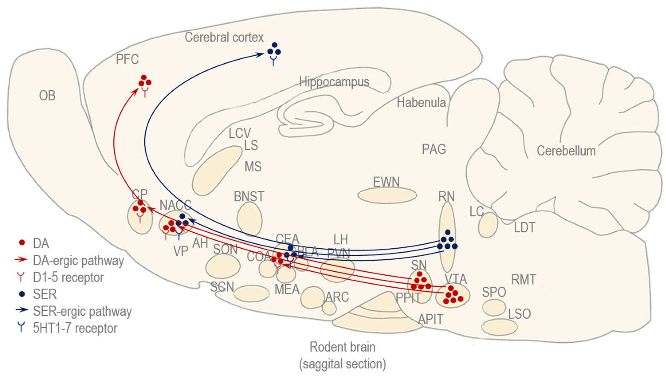 The Impacts of Binge Drinking and Hangover on the Social Brain: An ...