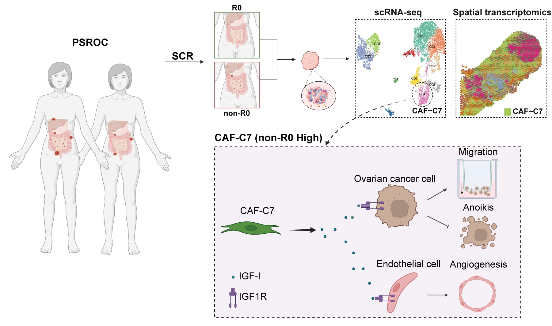 Single-Cell Analysis Links C7+ Cancer-Associated Fibroblasts with ...