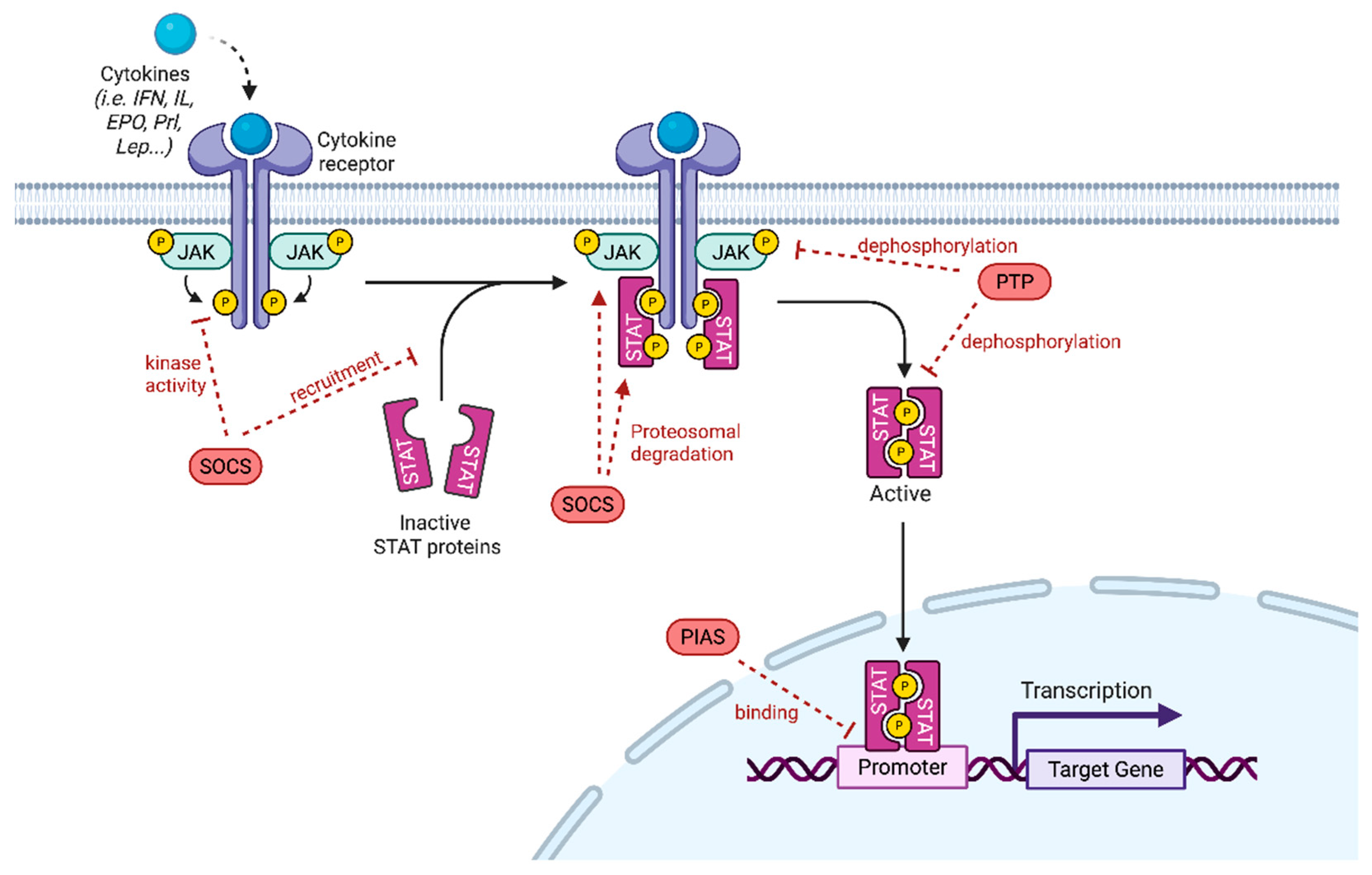 Targeting the JAK/STAT Signaling Pathway in Breast Cancer: Leaps and ...