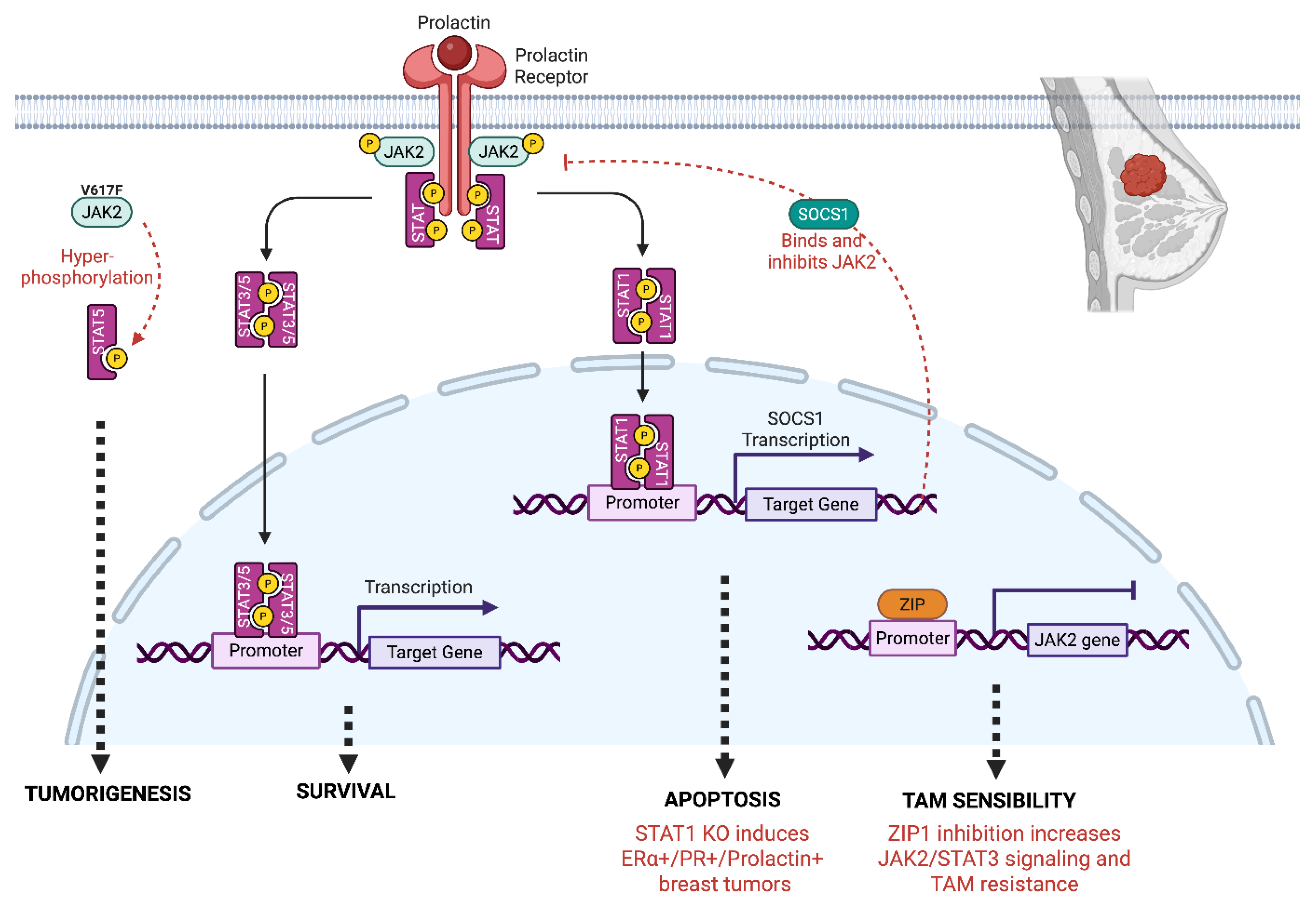 Targeting the JAK/STAT Signaling Pathway in Breast Cancer: Leaps and ...