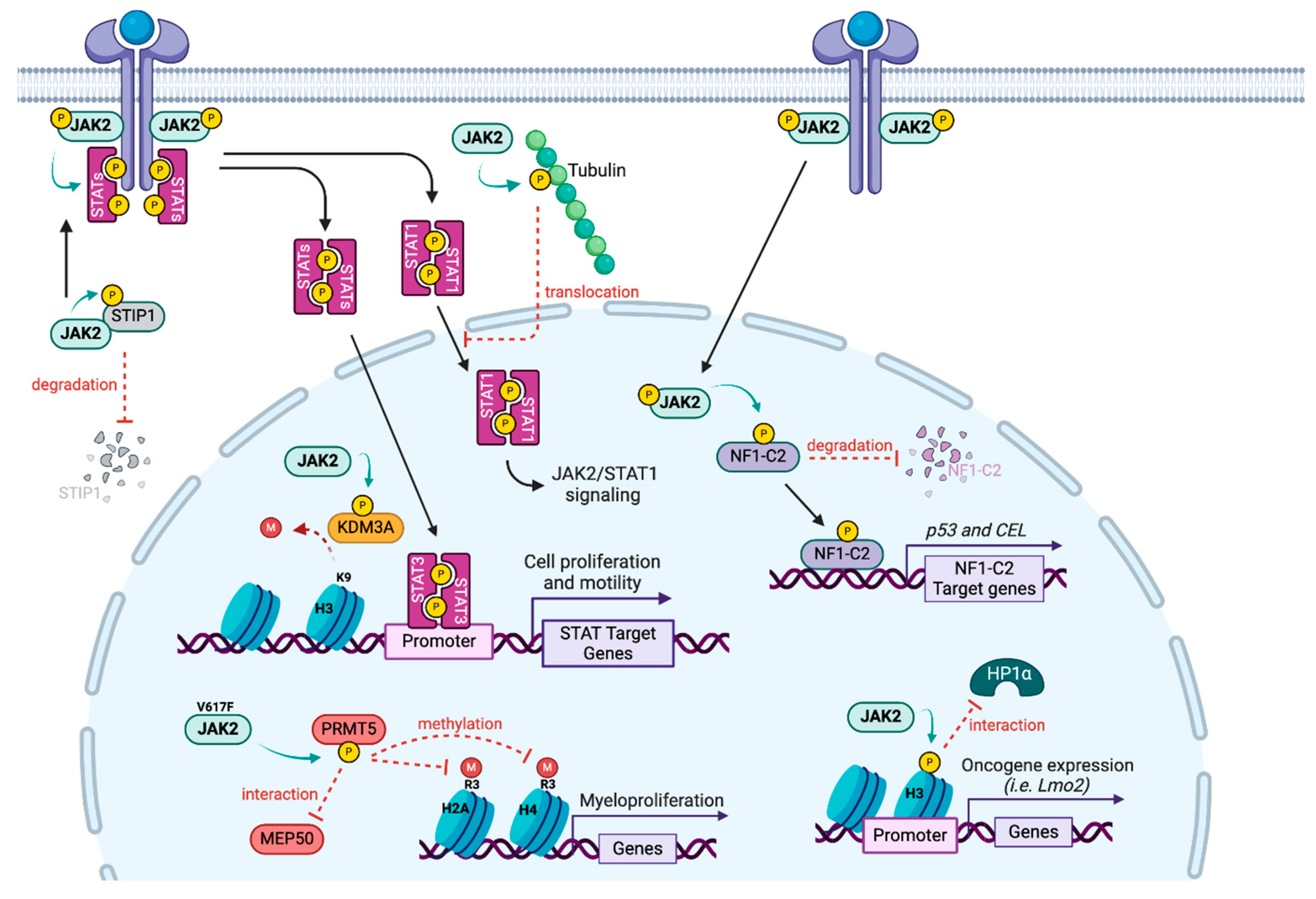 Targeting the JAK/STAT Signaling Pathway in Breast Cancer: Leaps and ...