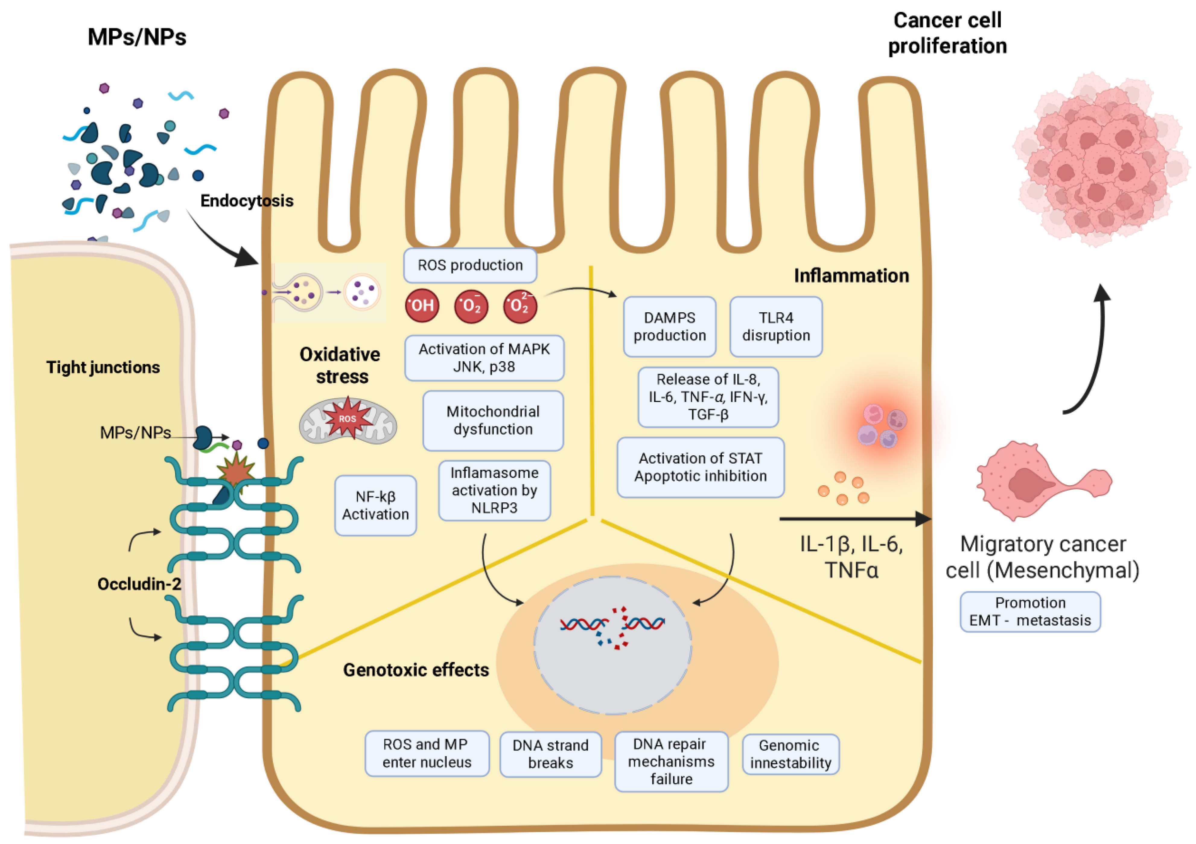 Microplastics and Nanoplastics in Cancer Progression: Biology and ...