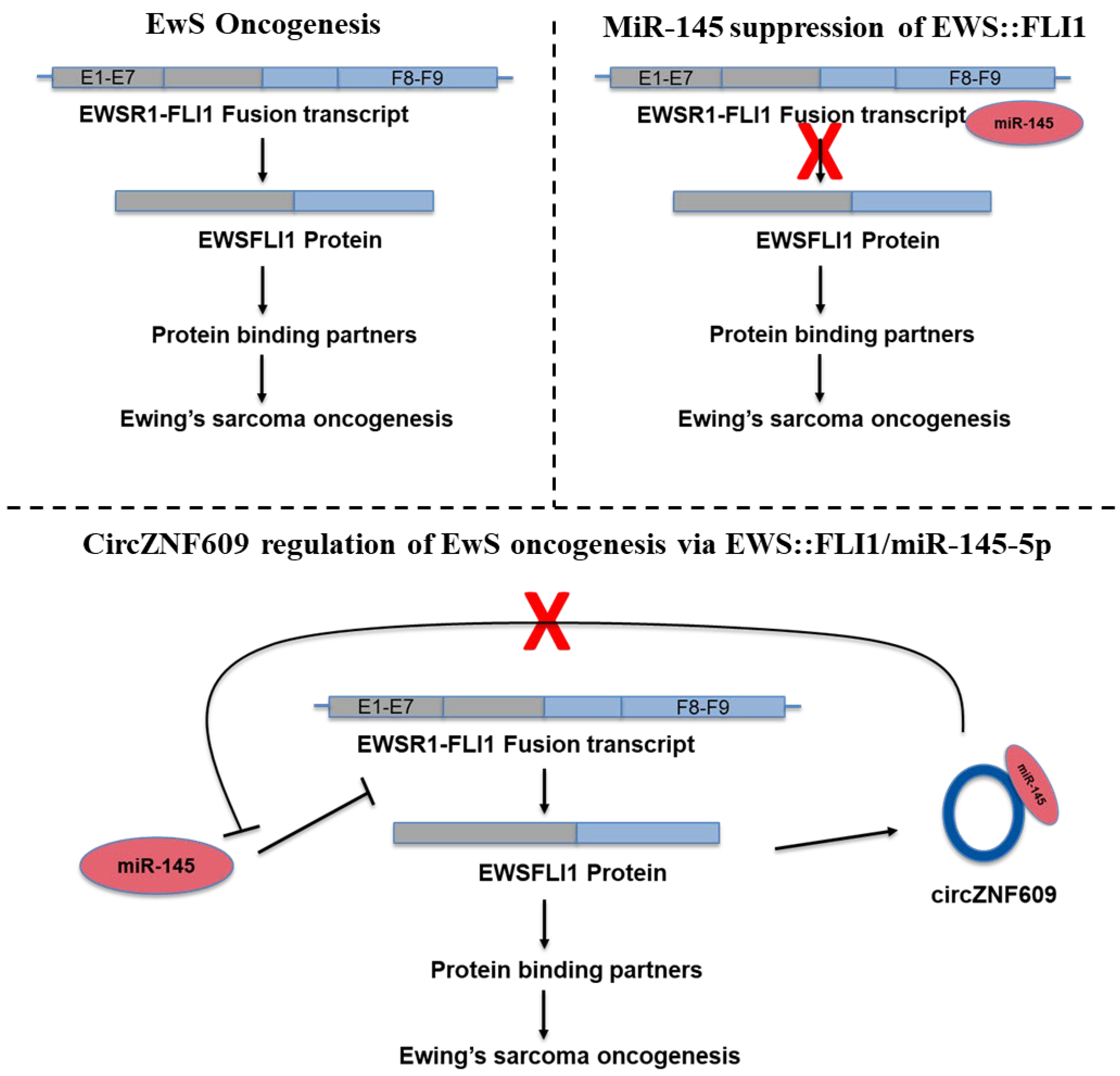 Circuitous Ways of EWS::FLI1 Using Circular RNA ZNF609 to Evade ...