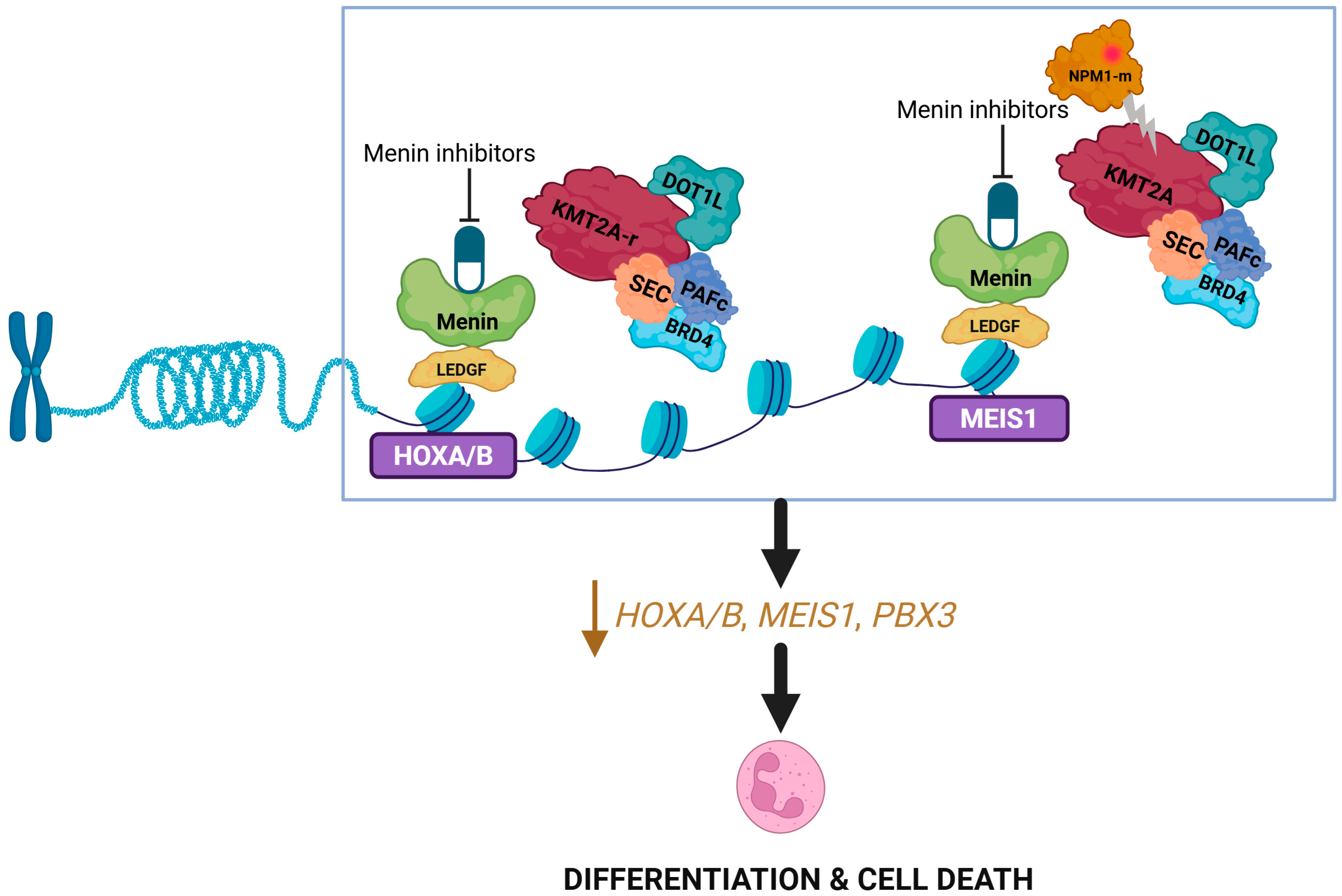 Menin Inhibition in Acute Myeloid Leukemia: Pathobiology, Progress and ...