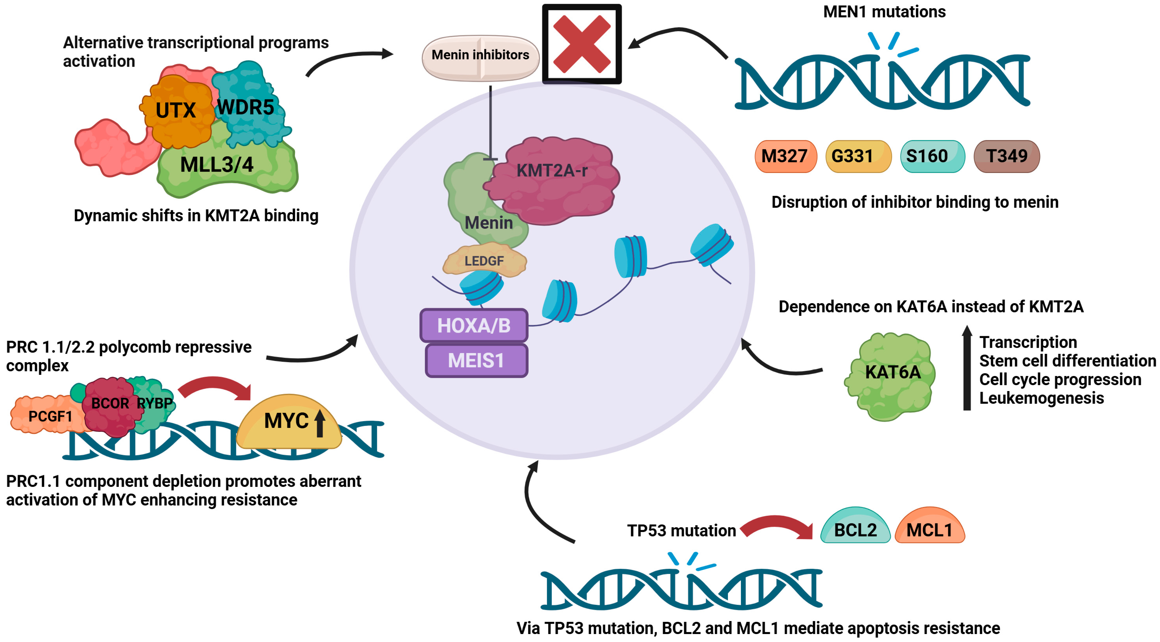 Menin Inhibition in Acute Myeloid Leukemia: Pathobiology, Progress and ...
