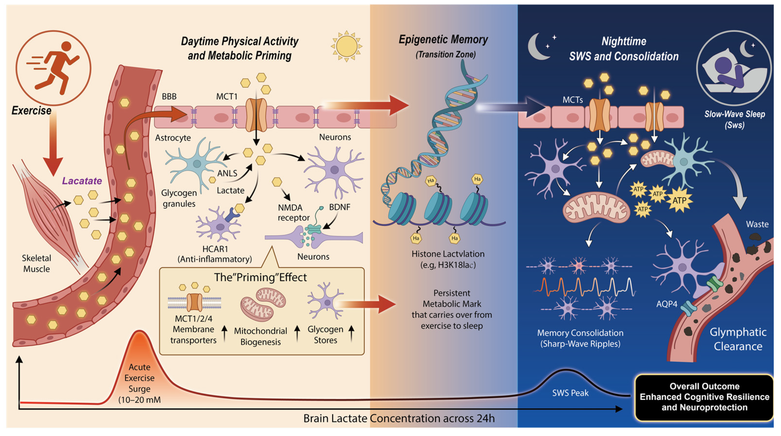 The Lactate Nexus: A Molecular Bridge Linking Physical Activity, Sleep ...