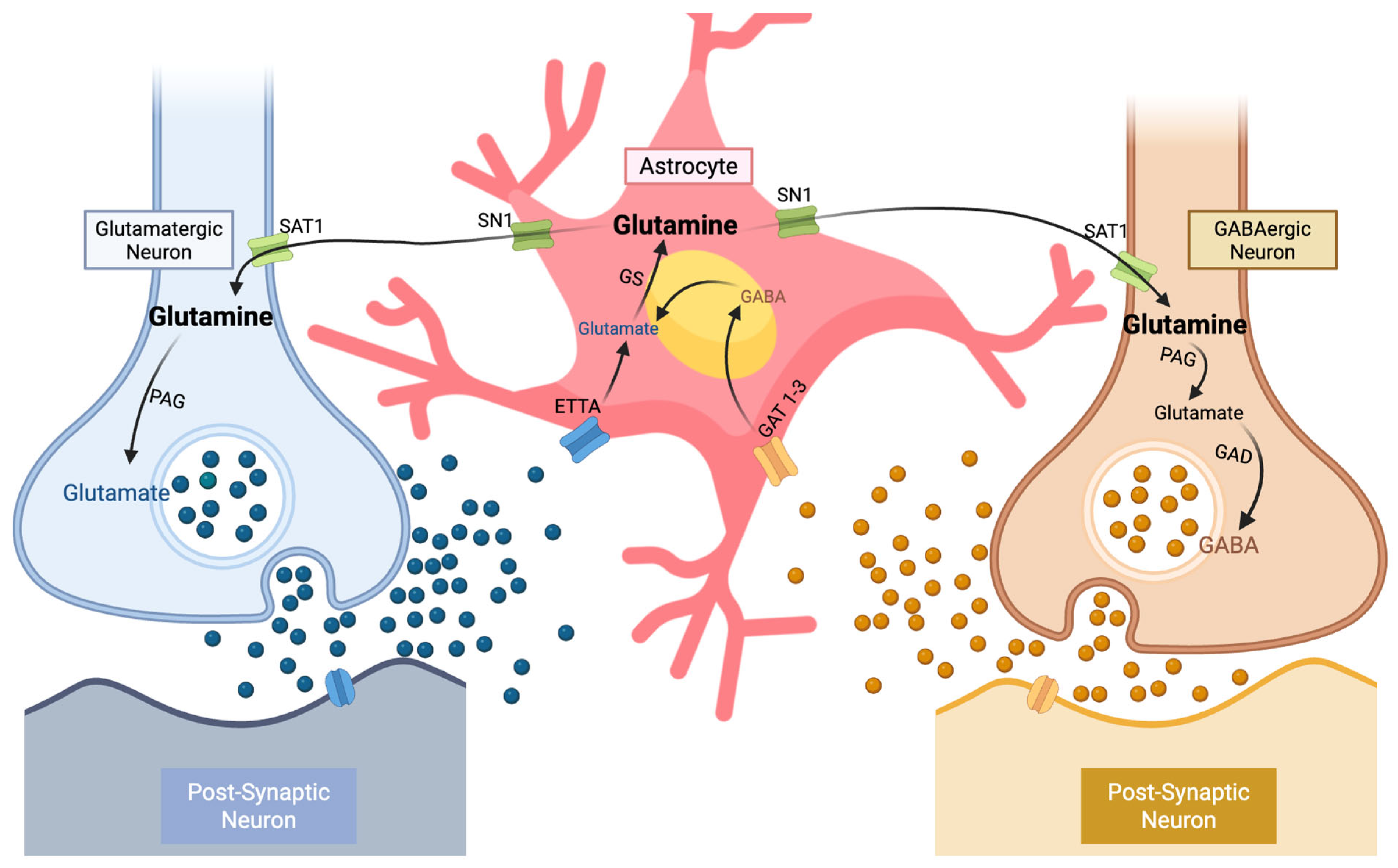 The Tip-of-the-Tongue Phenomenon: Cognitive, Neural, and Neurochemical ...