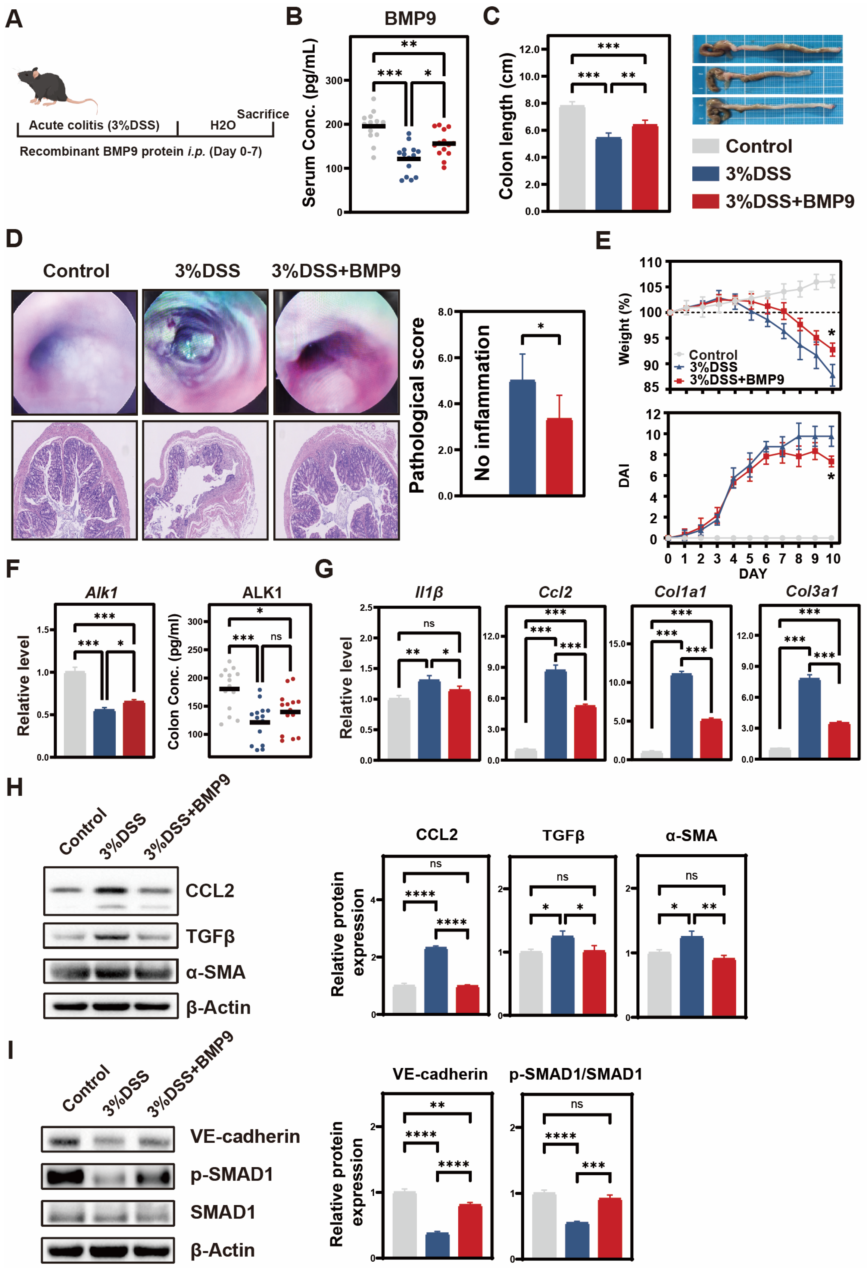 Recombinant BMP9 Reinforces Gut Vascular Barrier in Experimental Colitis