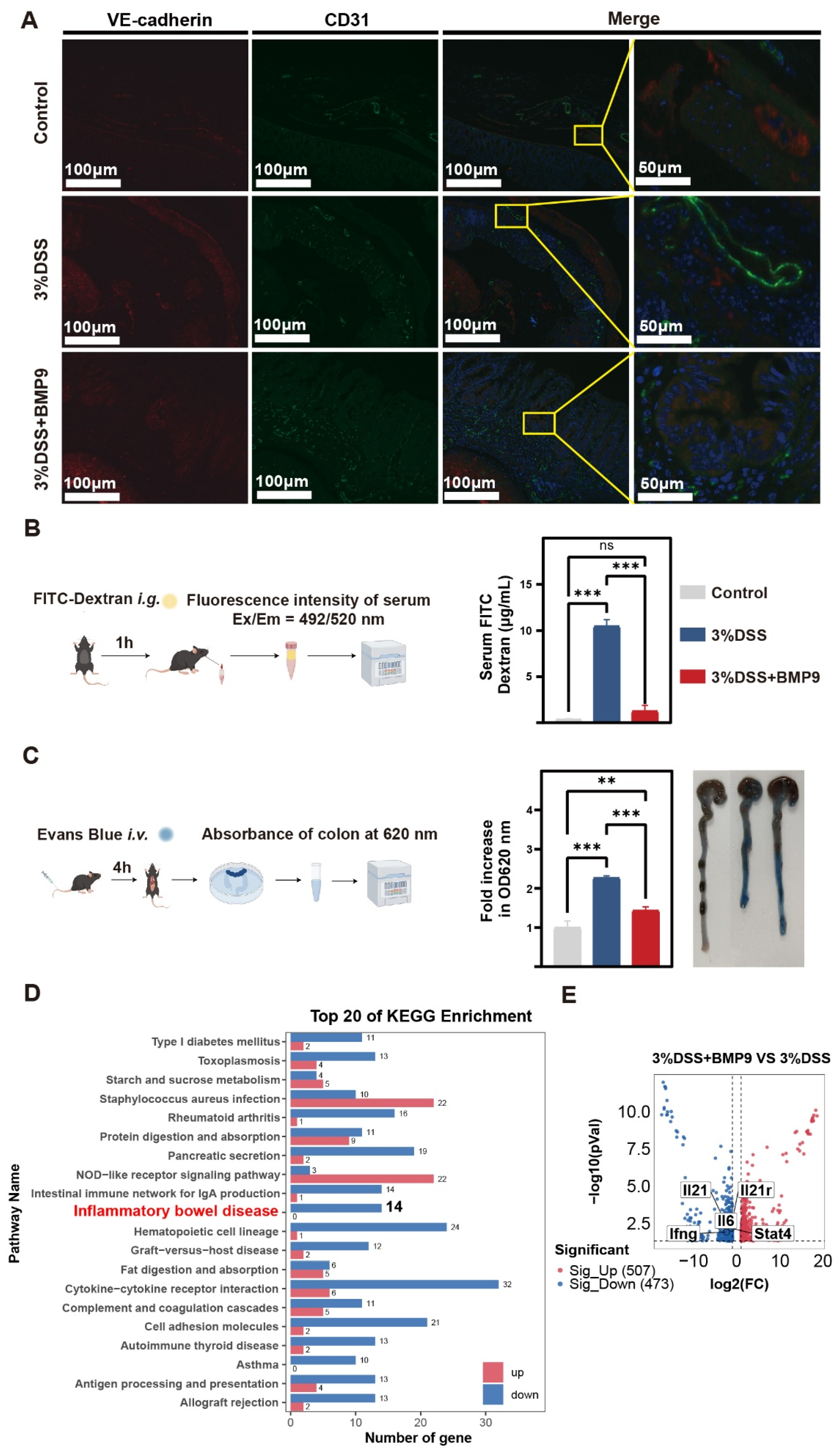 Recombinant BMP9 Reinforces Gut Vascular Barrier in Experimental Colitis