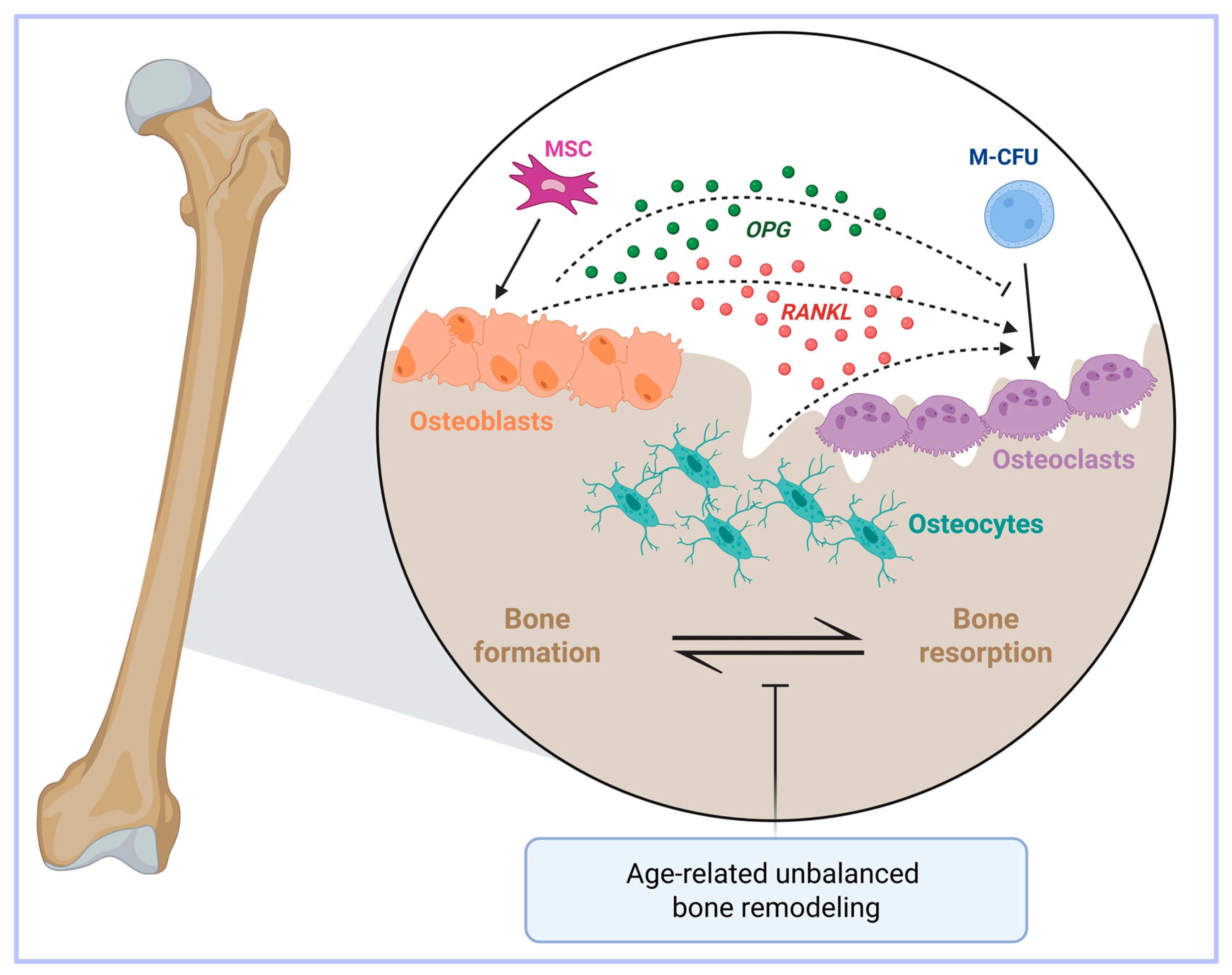 The Interplay Between Bone Biology and Iron Metabolism: Molecular ...