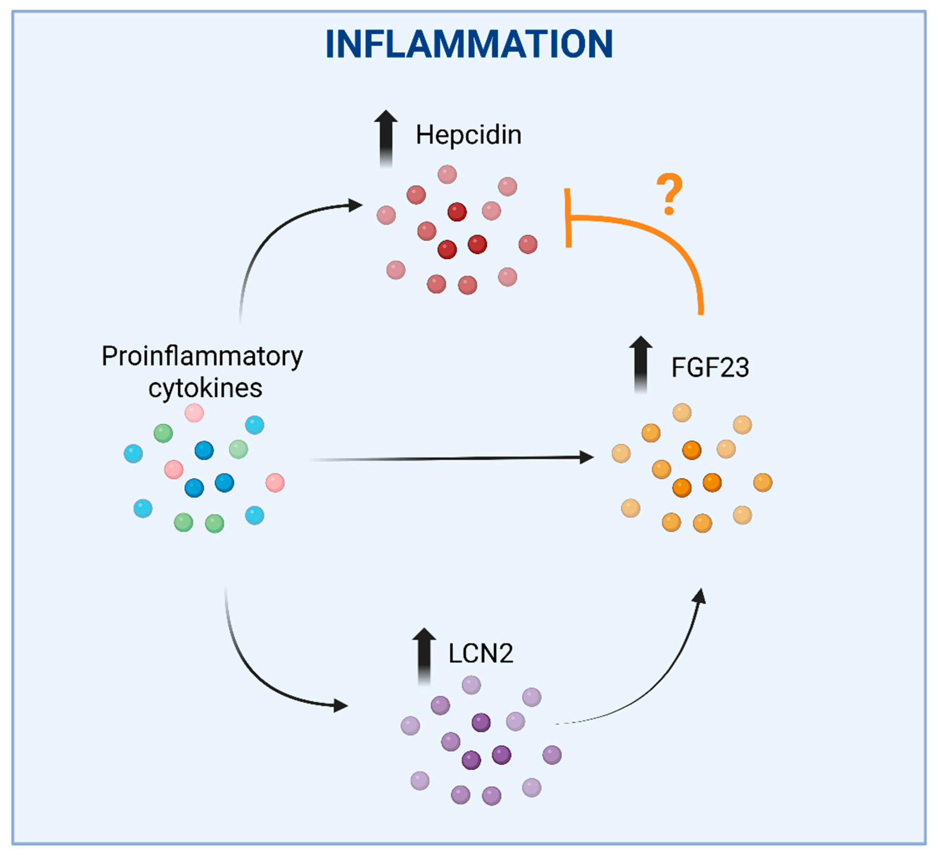 The Interplay Between Bone Biology and Iron Metabolism: Molecular ...