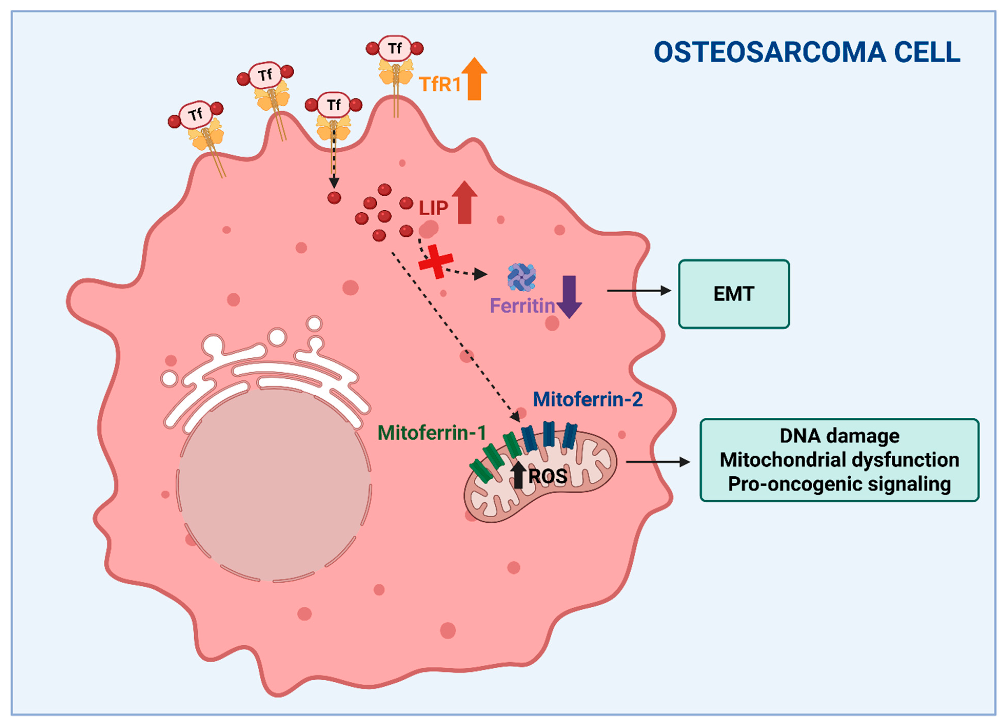 The Interplay Between Bone Biology and Iron Metabolism: Molecular ...