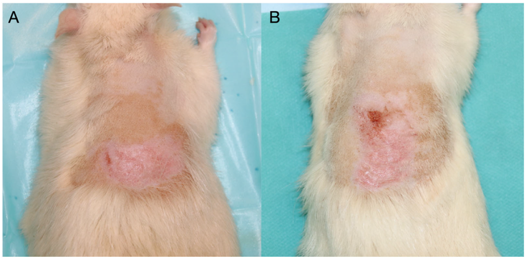 Development of a Radiotherapy-Induced Wound Model in Wistar Rats ...