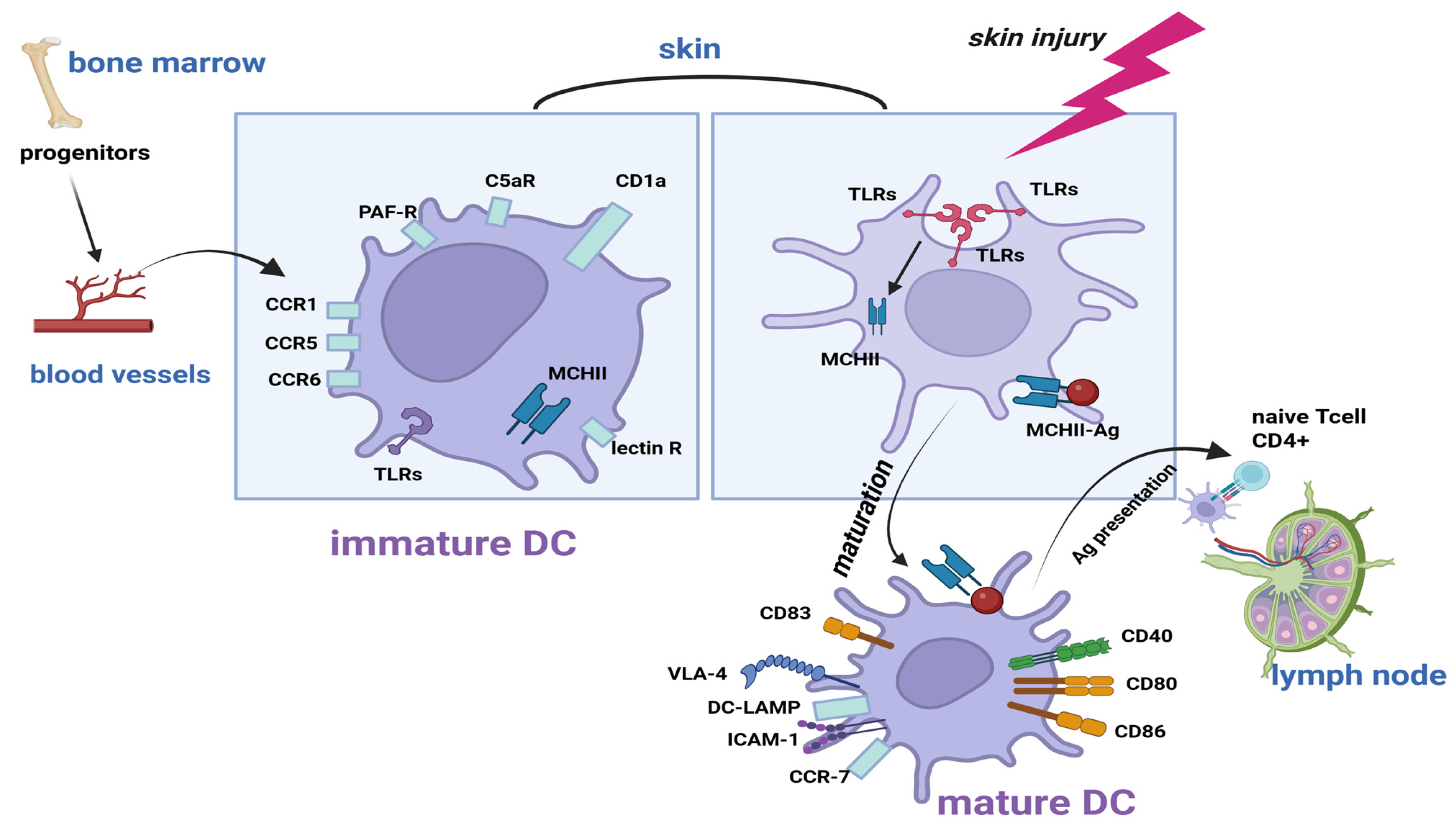 Cutaneous Dendritic Cells: Structure, Function and Immune Role