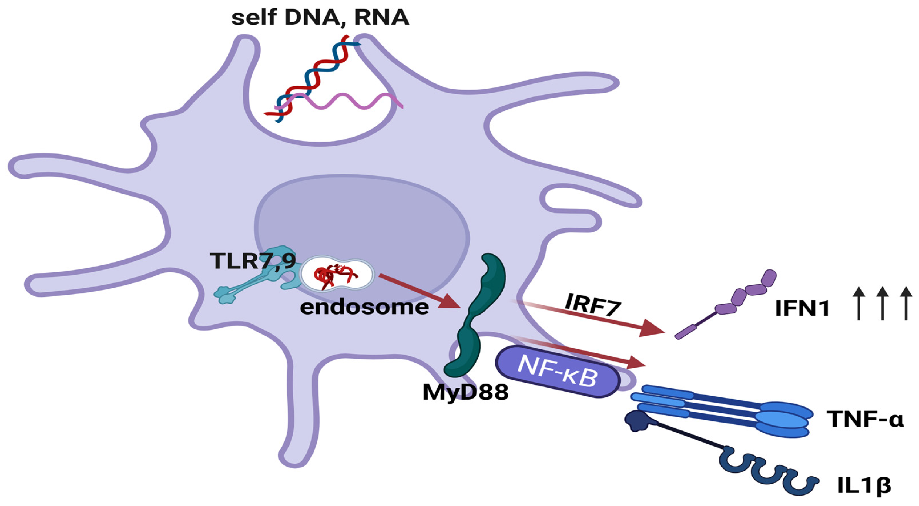 Cutaneous Dendritic Cells: Structure, Function and Immune Role