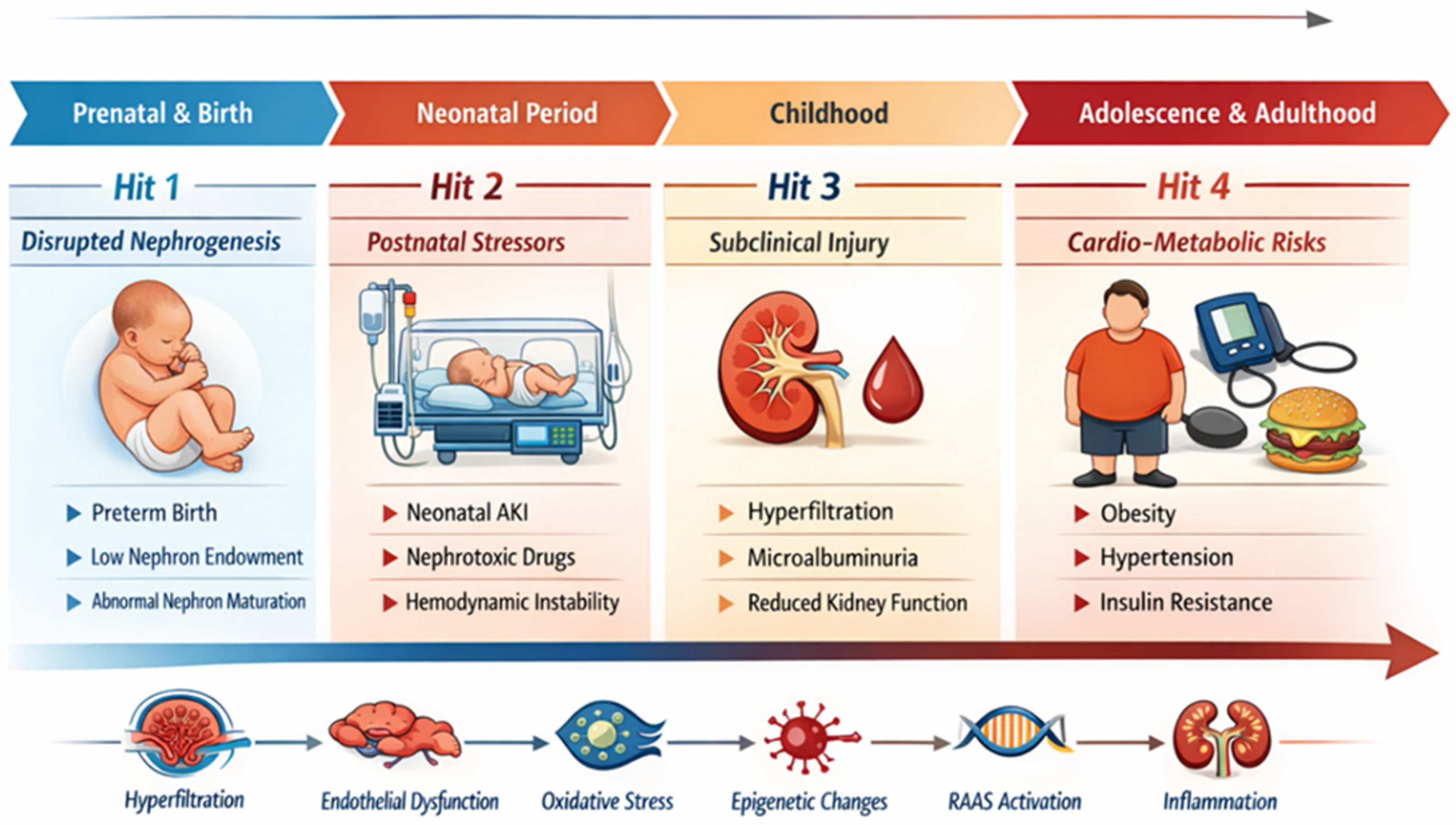 The Link Between Preterm Birth and Long-Term Renal Consequences ...