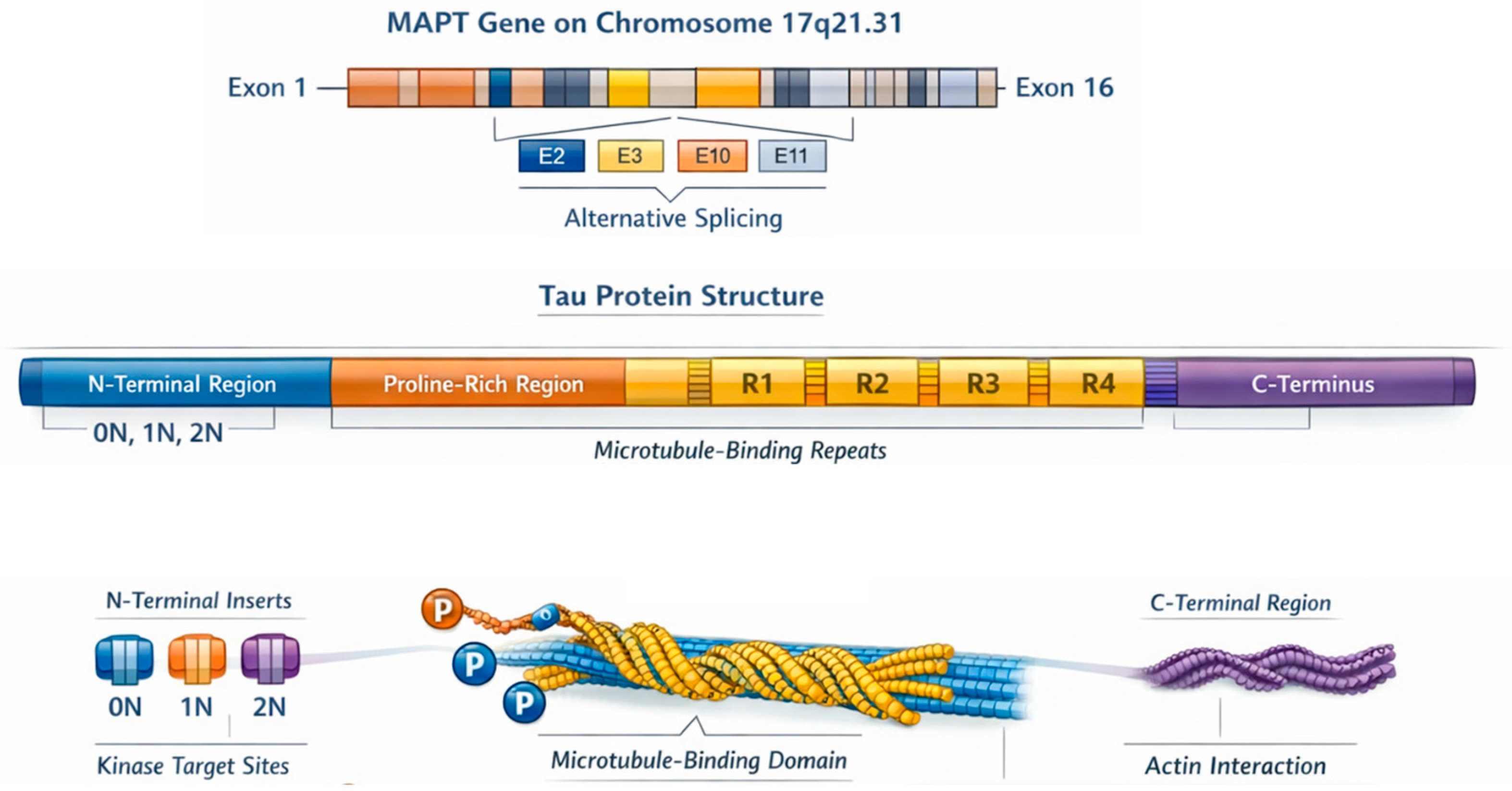 Tau Protein Aggregation Inhibitors—Therapeutic Strategy for Concurrent ...