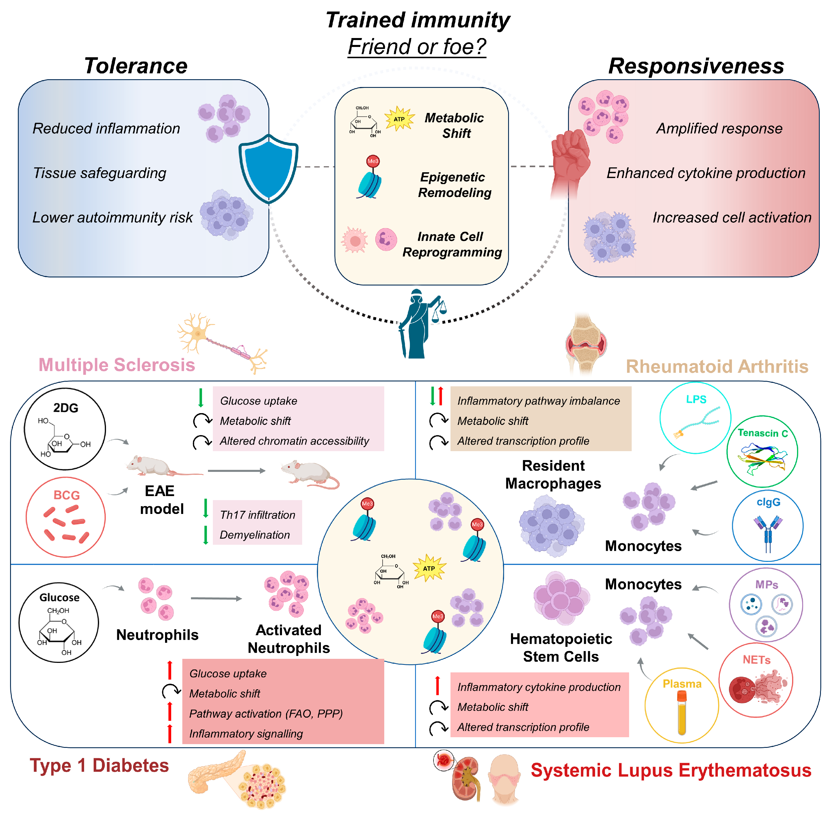 Trained Immunity in Autoimmunity: Friend, Foe, or Therapeutic Target?