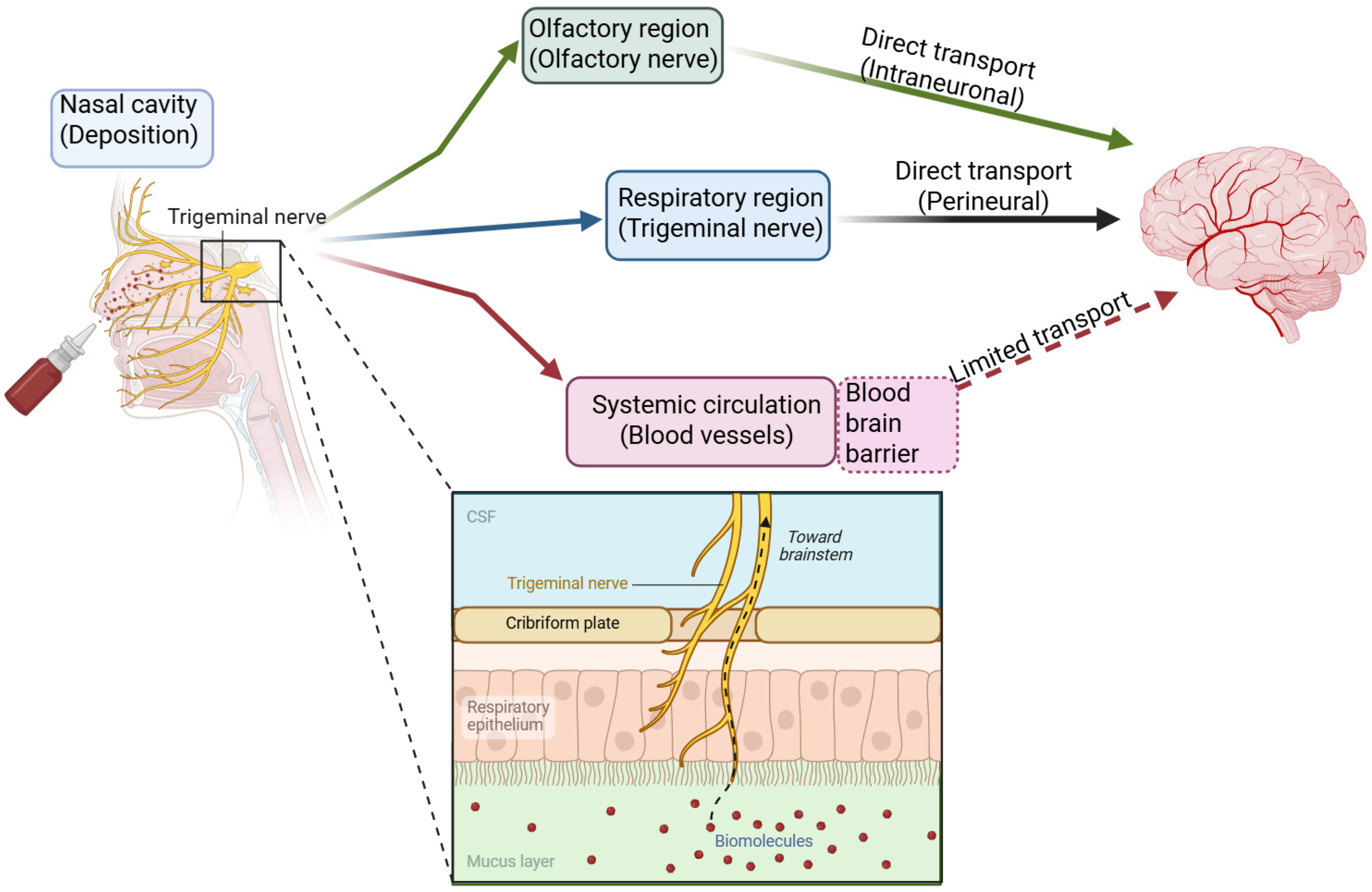 Intranasal Drug Delivery in Neuropharmacology: Advances in Brain ...