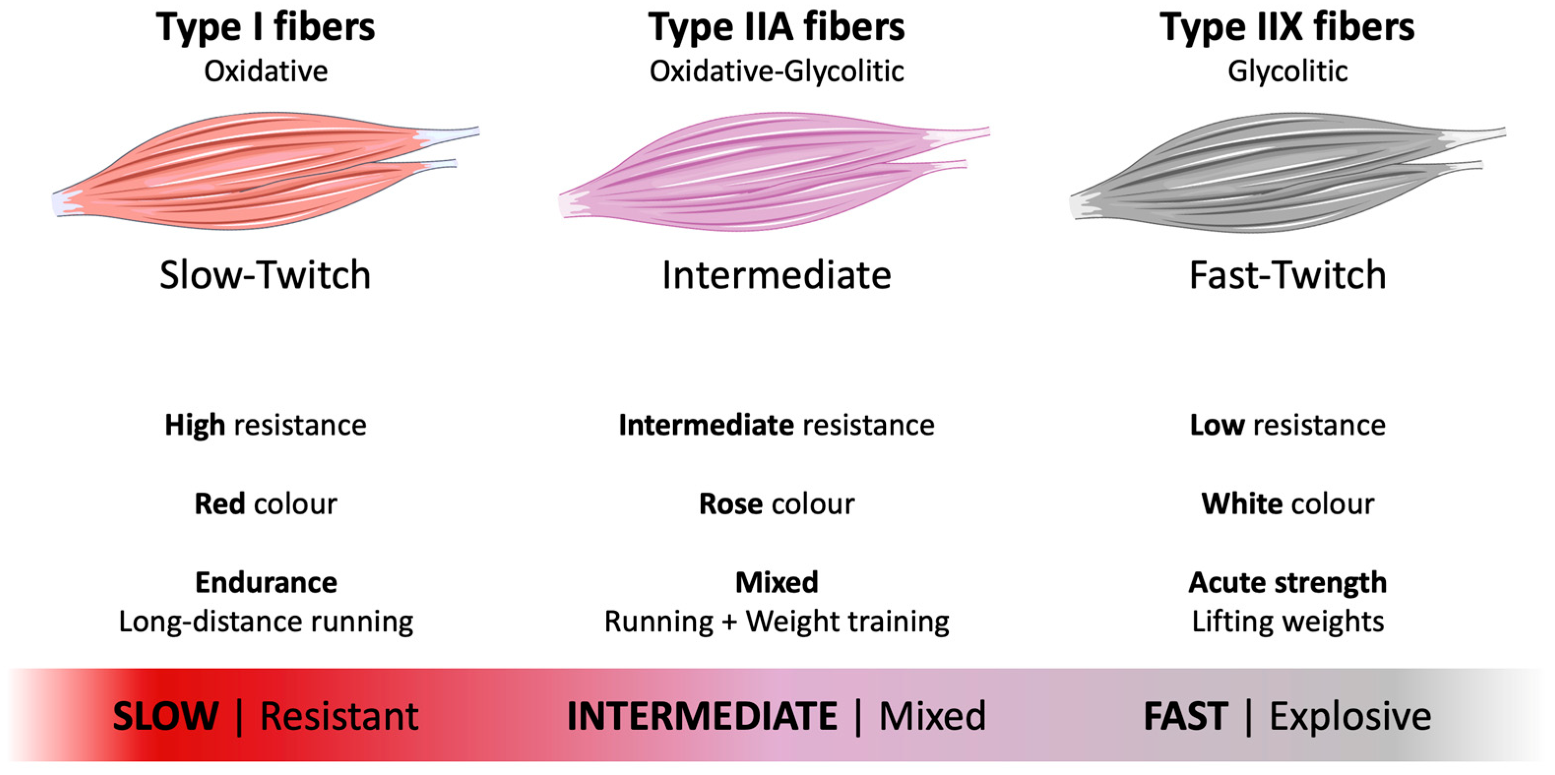 Skeletal Fiber Type in Muscle Pain and Dysfunction