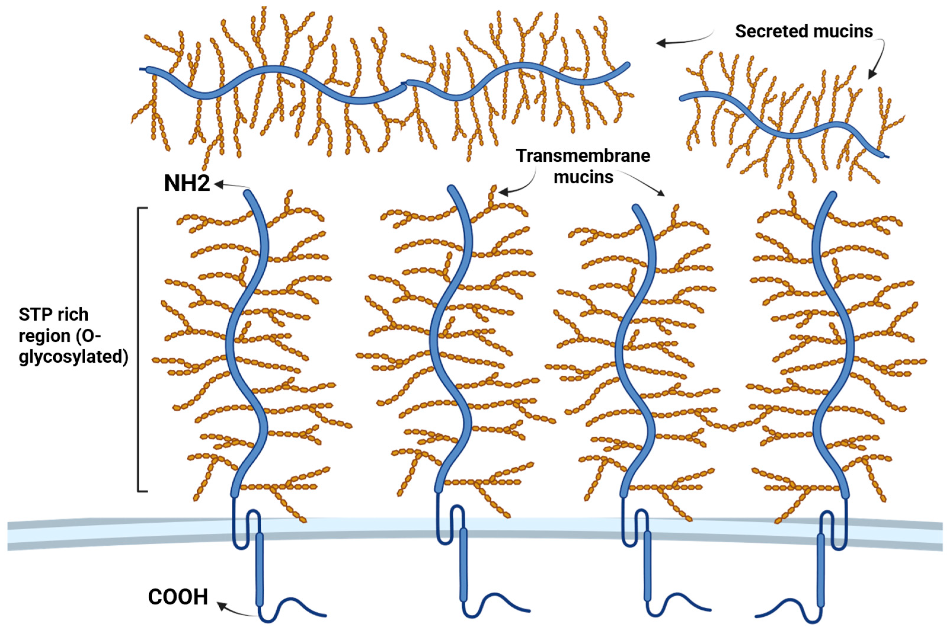 Airway Mucosal Defense: Mucins, Innate Immunity, and Contemporary ...