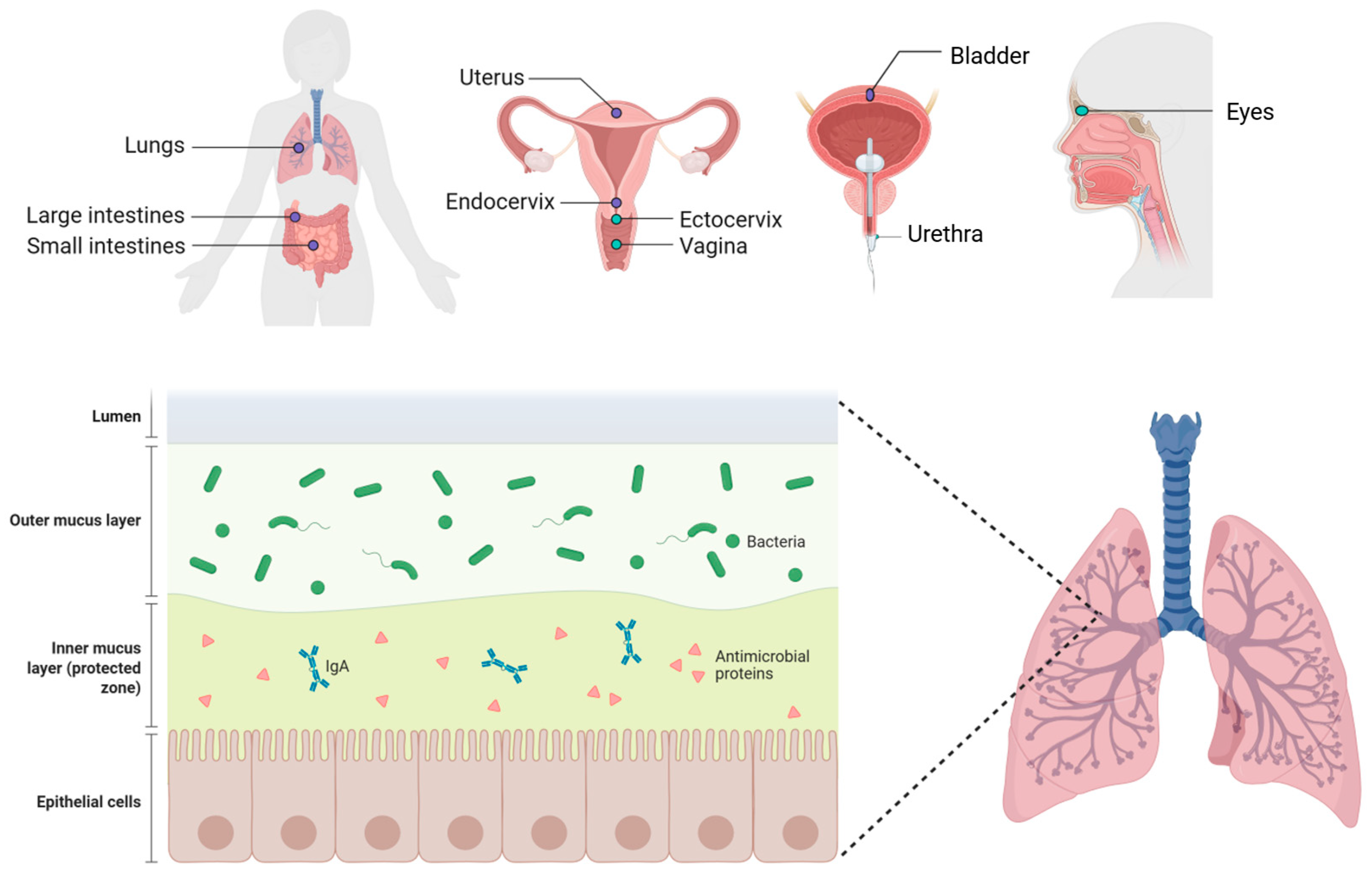 Airway Mucosal Defense: Mucins, Innate Immunity, and Contemporary ...