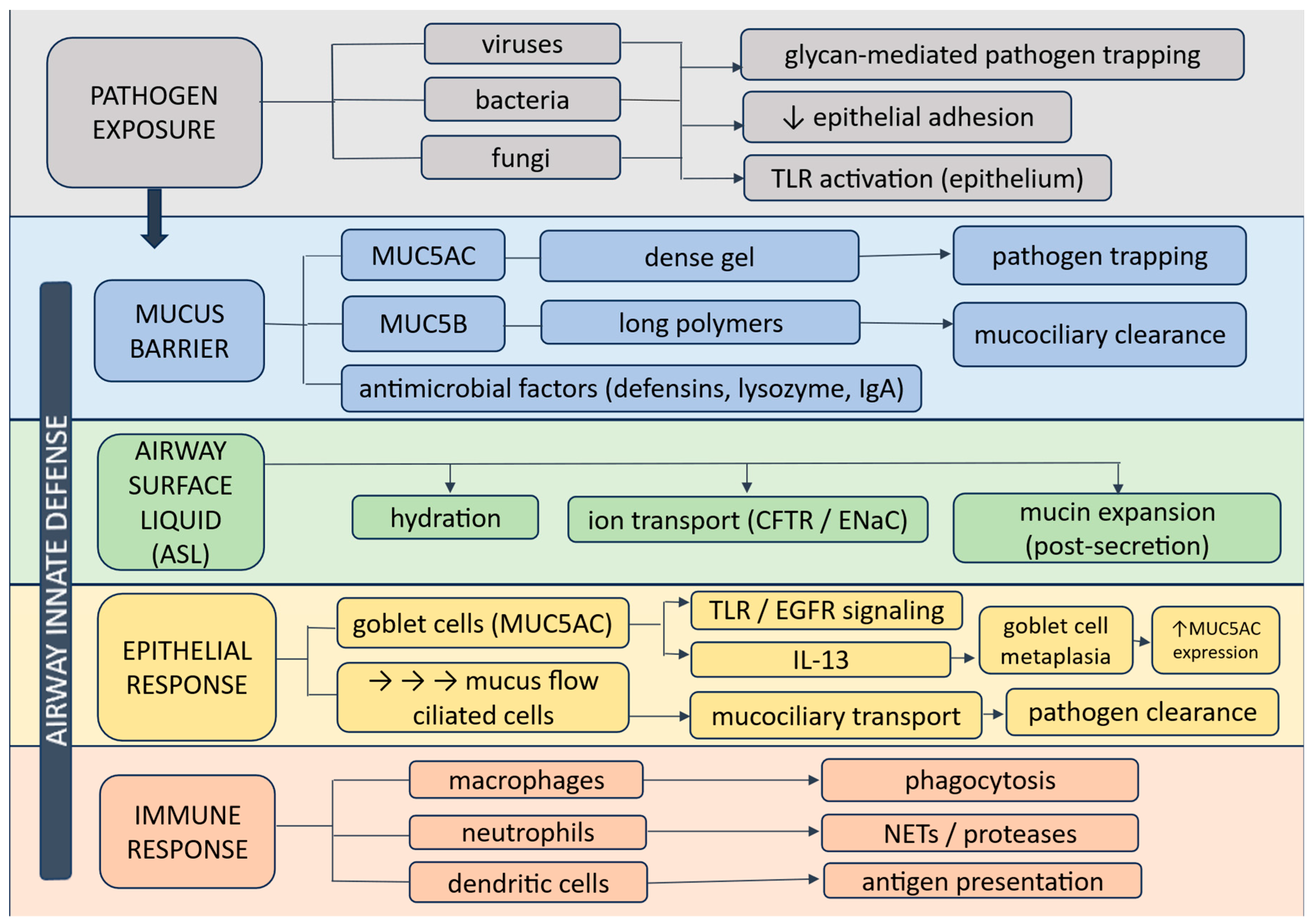 Airway Mucosal Defense: Mucins, Innate Immunity, and Contemporary ...