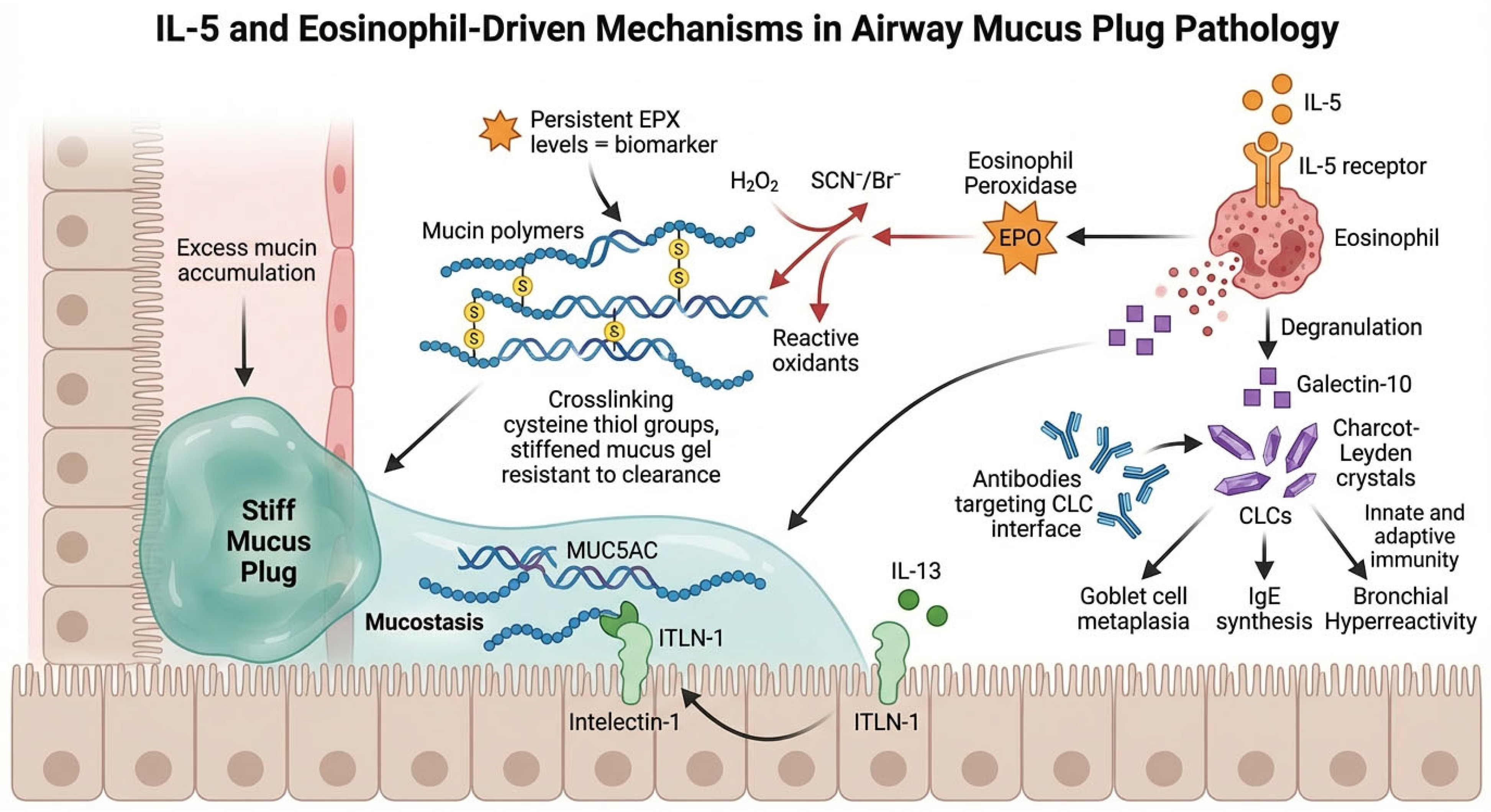 Mucus Plugging as a Treatable Trait Across the Asthma–COPD Spectrum ...