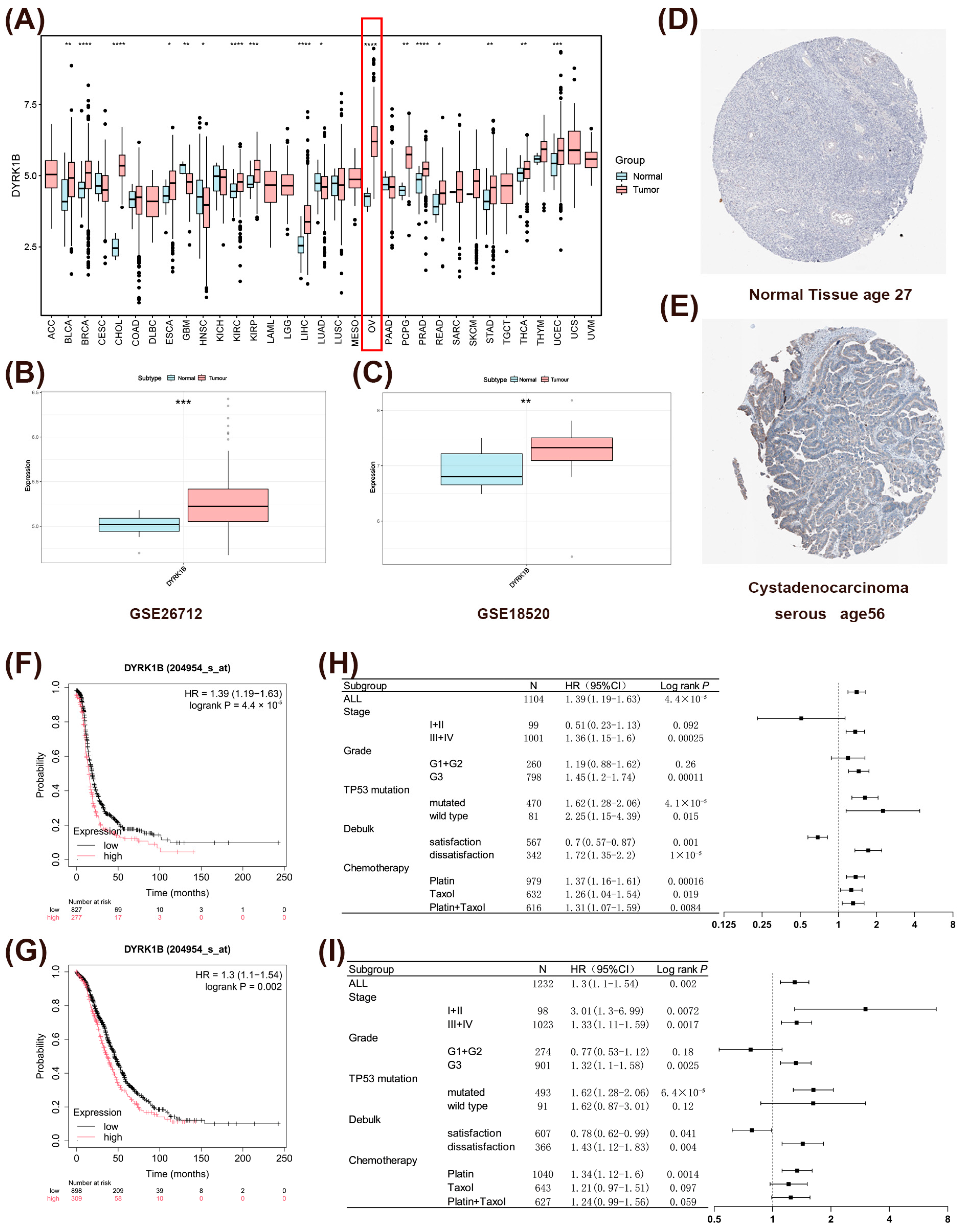 DYRK1B Inhibition by AZ191 Sensitizes High-Grade Serous Ovarian Cancer ...