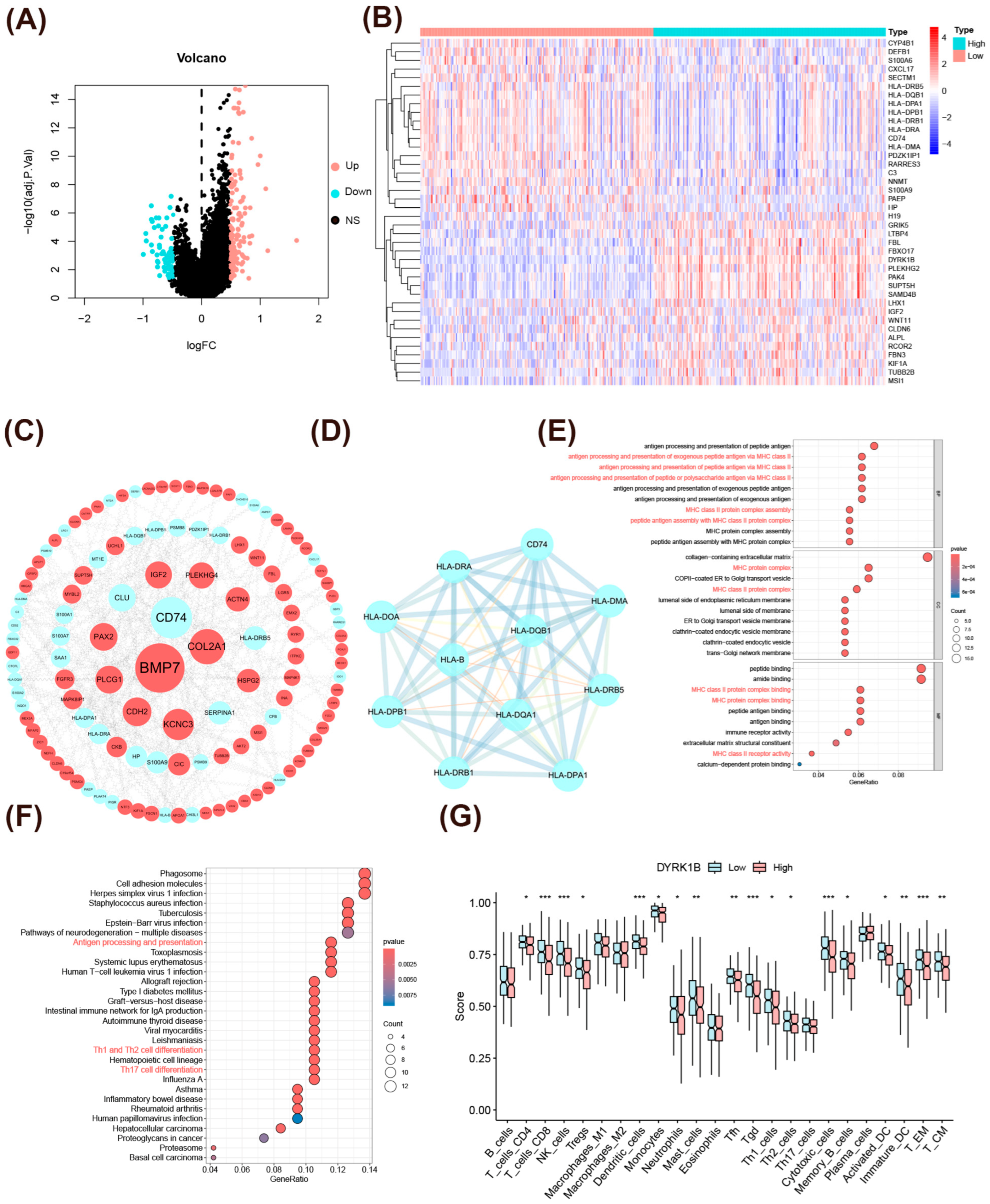 DYRK1B Inhibition by AZ191 Sensitizes High-Grade Serous Ovarian Cancer ...