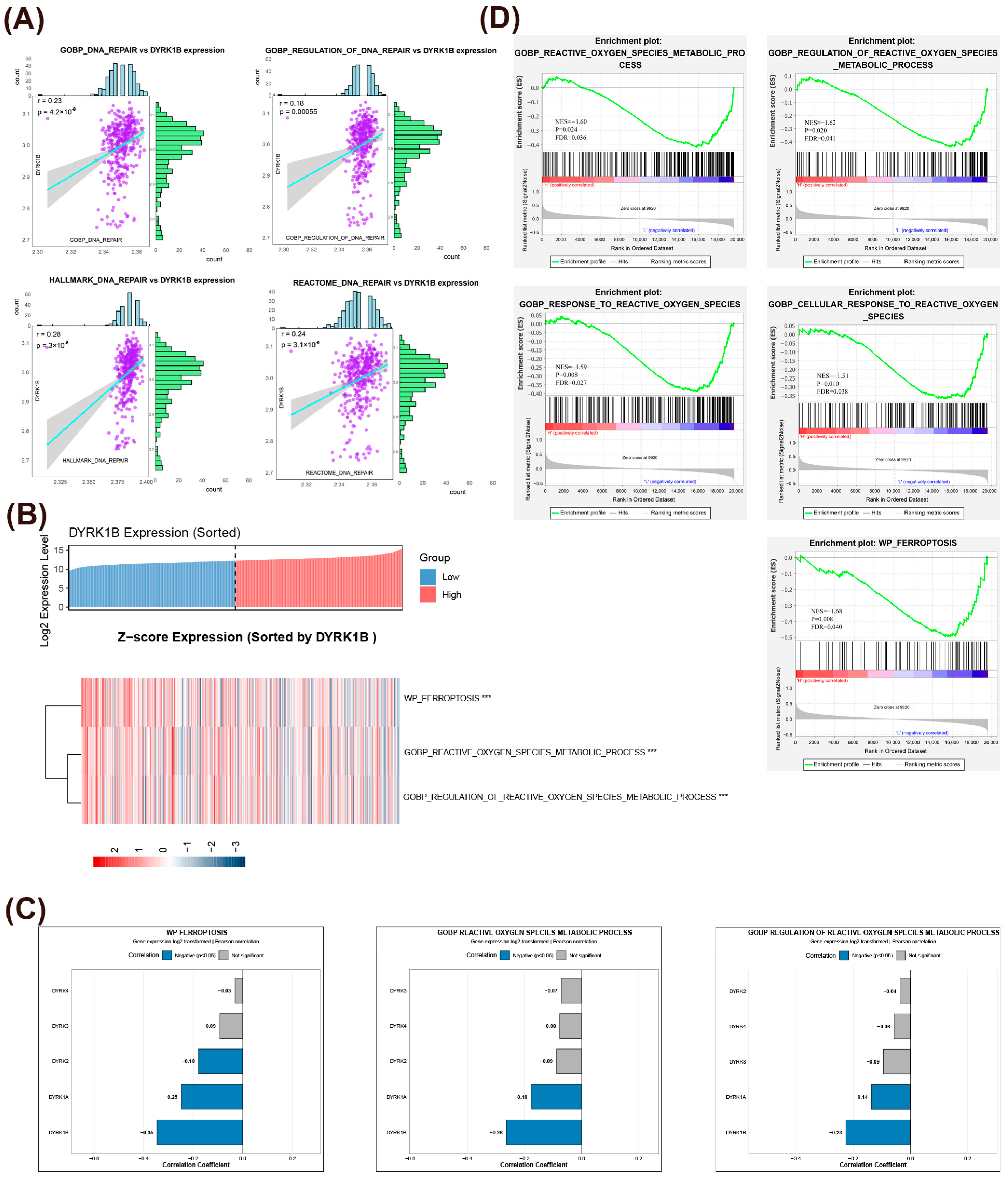 DYRK1B Inhibition by AZ191 Sensitizes High-Grade Serous Ovarian Cancer ...