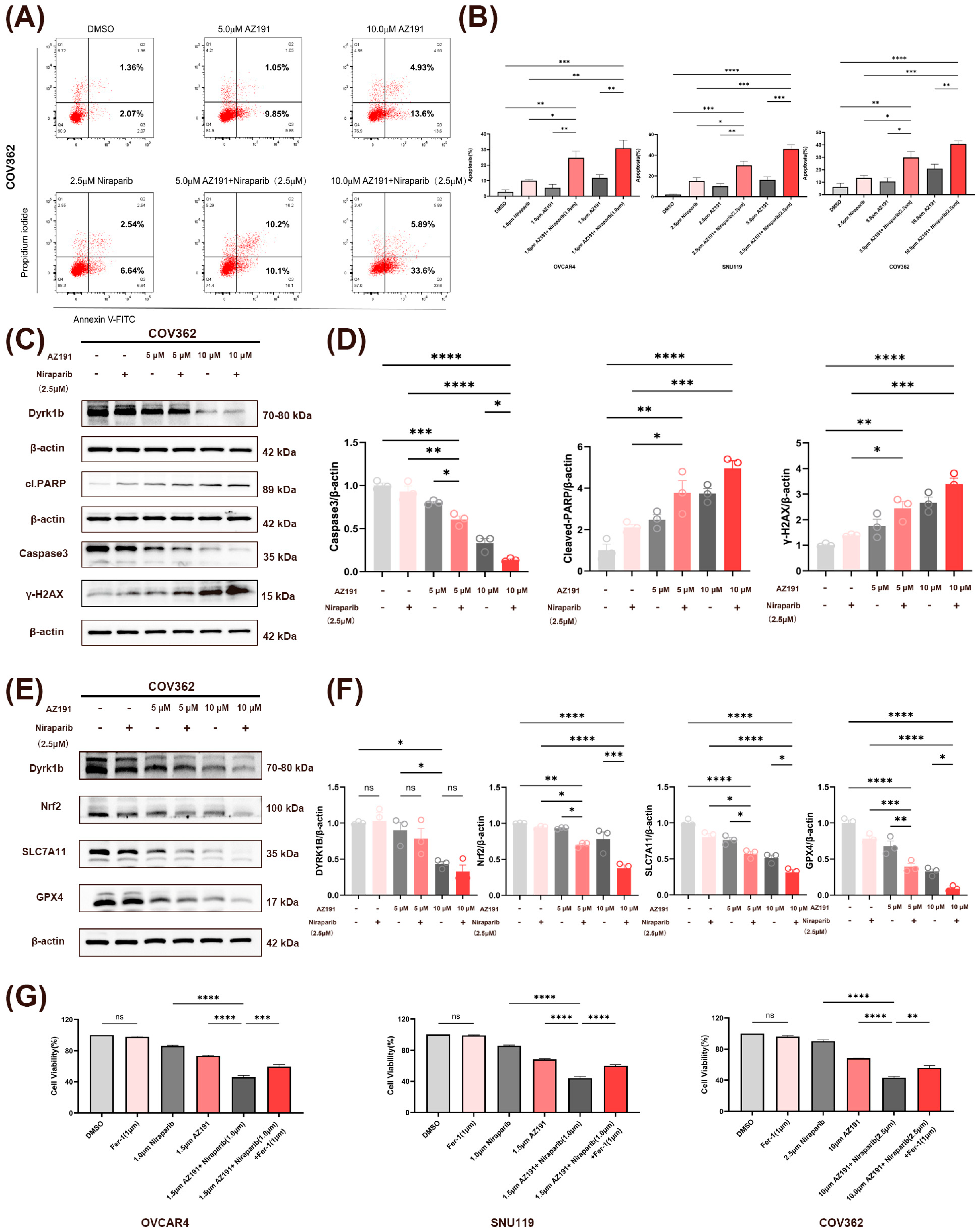 DYRK1B Inhibition by AZ191 Sensitizes High-Grade Serous Ovarian Cancer ...