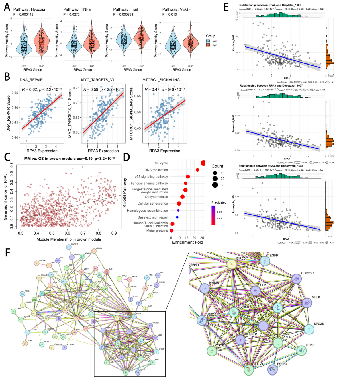Identification of RPA3 as a Potential Functional Effector of Chromosome ...