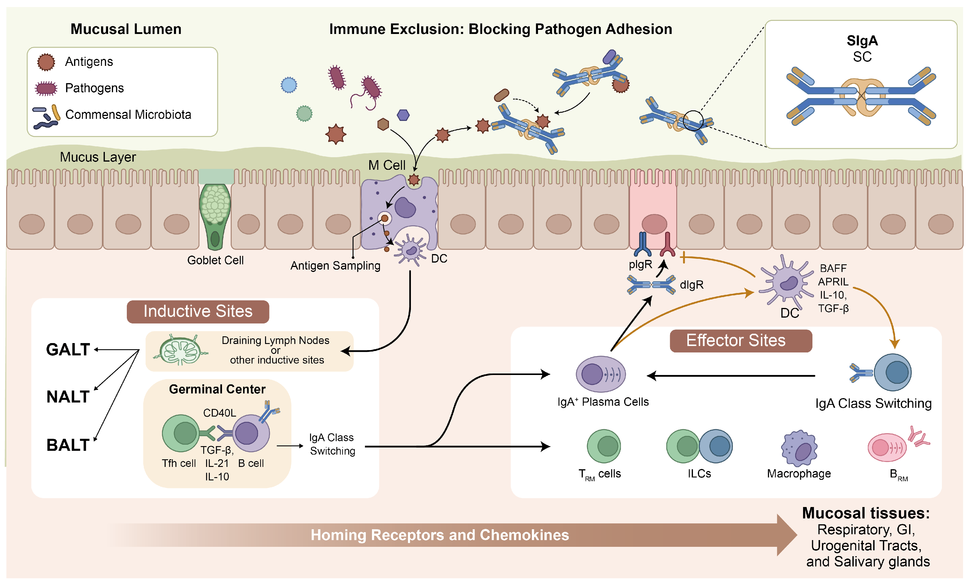 Mucosal Vaccine Development: From Adjuvant Design to Next-Generation ...