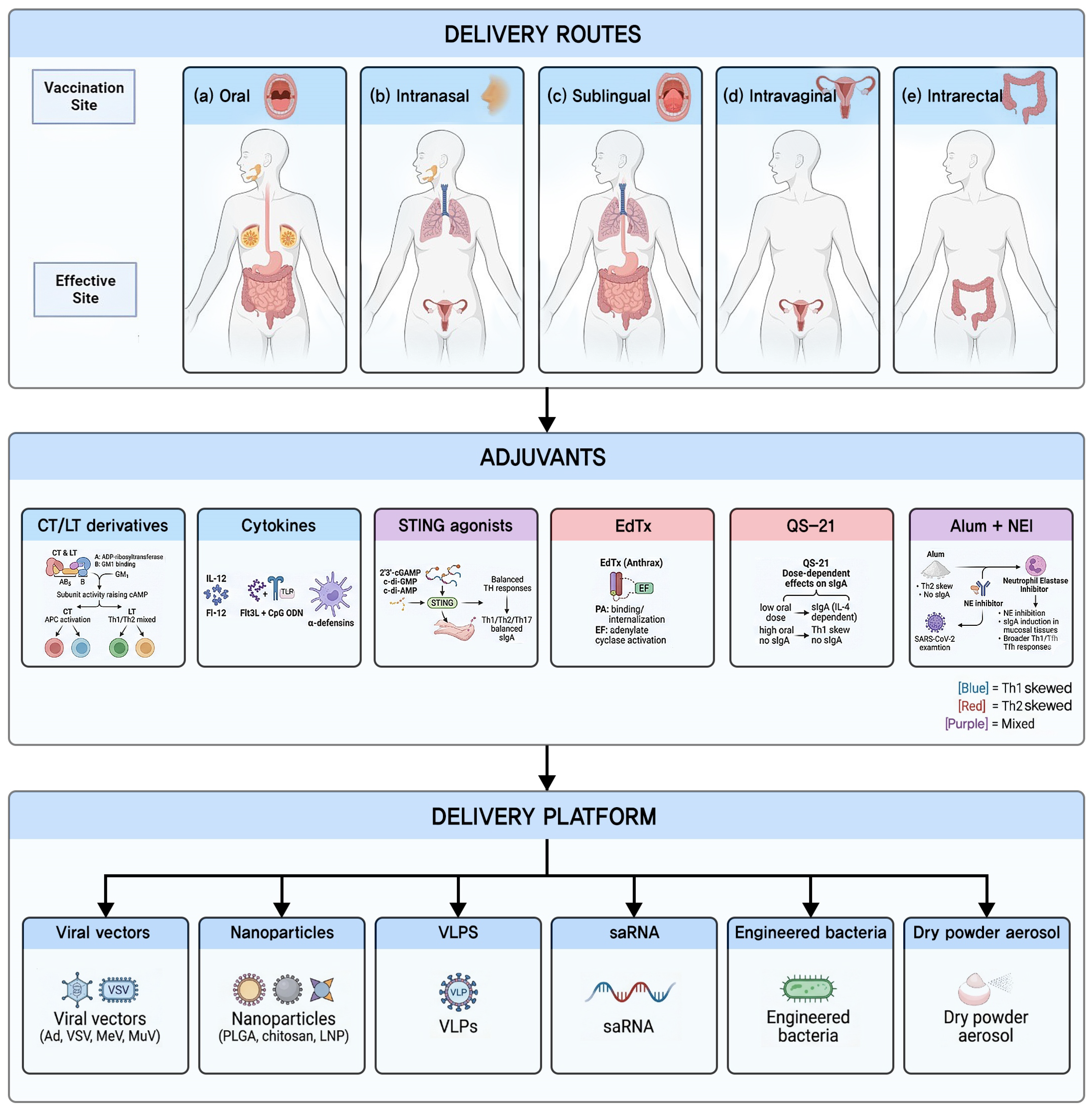 Mucosal Vaccine Development: From Adjuvant Design to Next-Generation ...