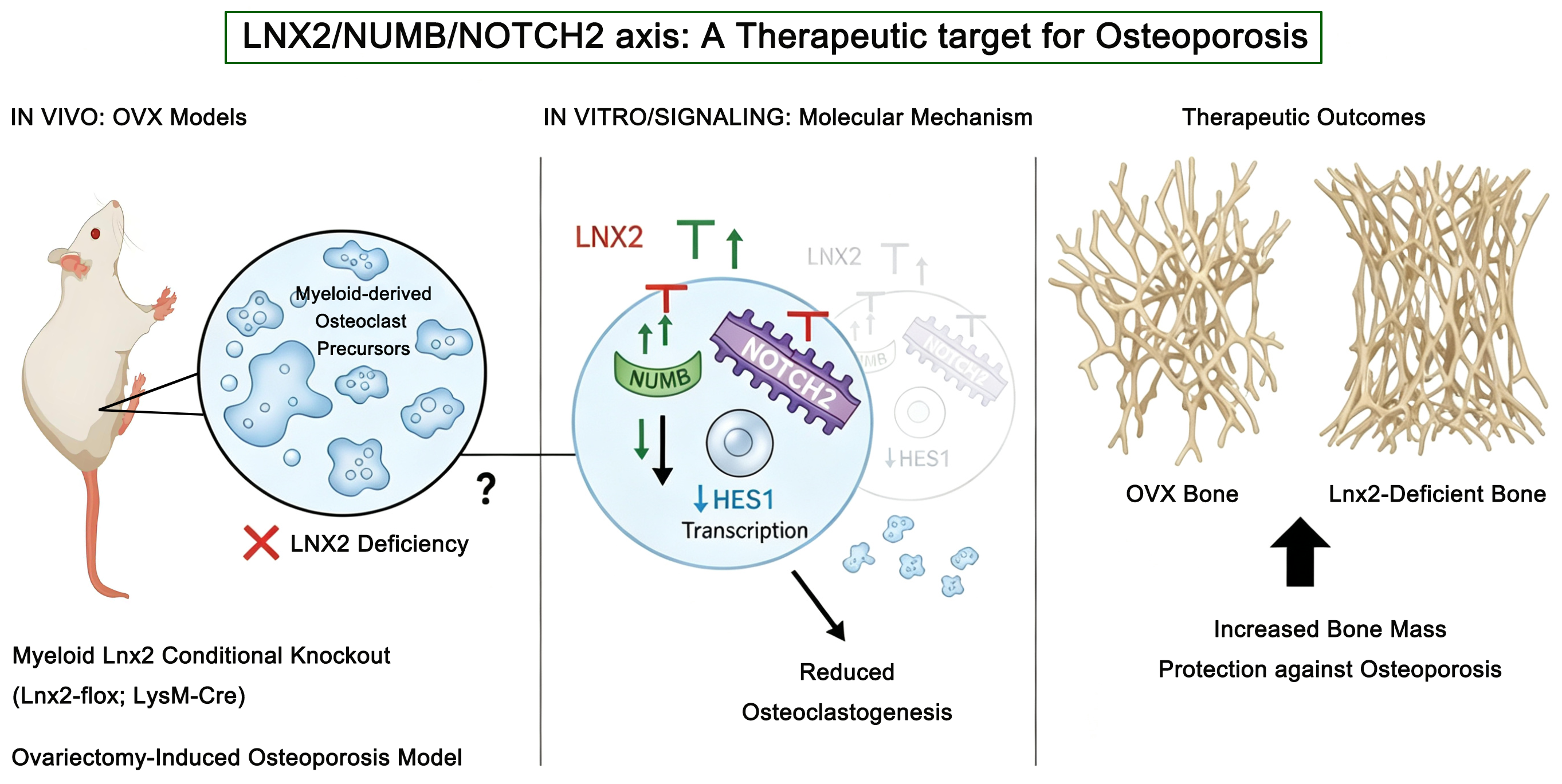 Myeloid-Specific Deletion of Lnx2 Attenuates Estrogen-Deficiency ...