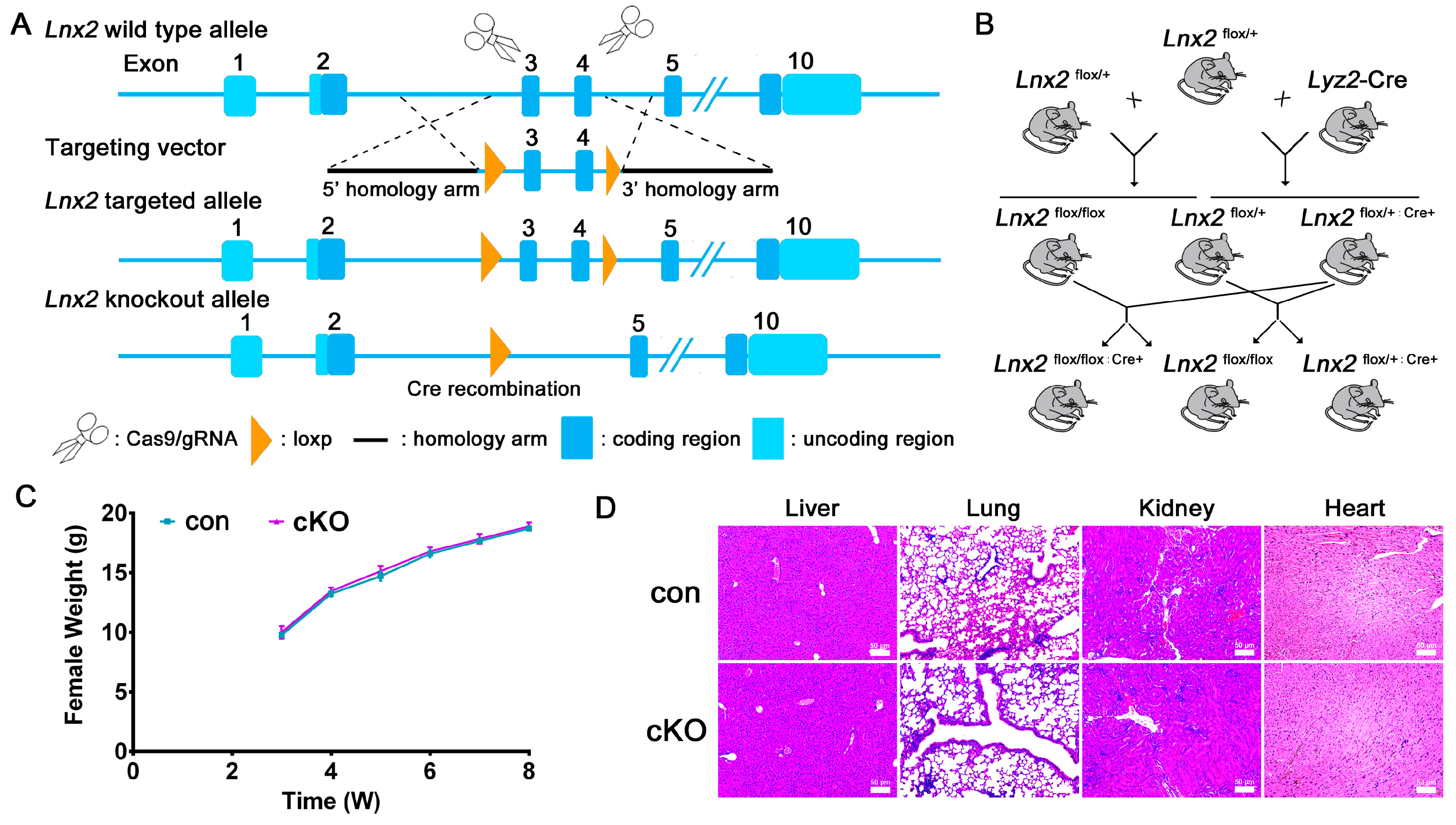 Myeloid-Specific Deletion of Lnx2 Attenuates Estrogen-Deficiency ...