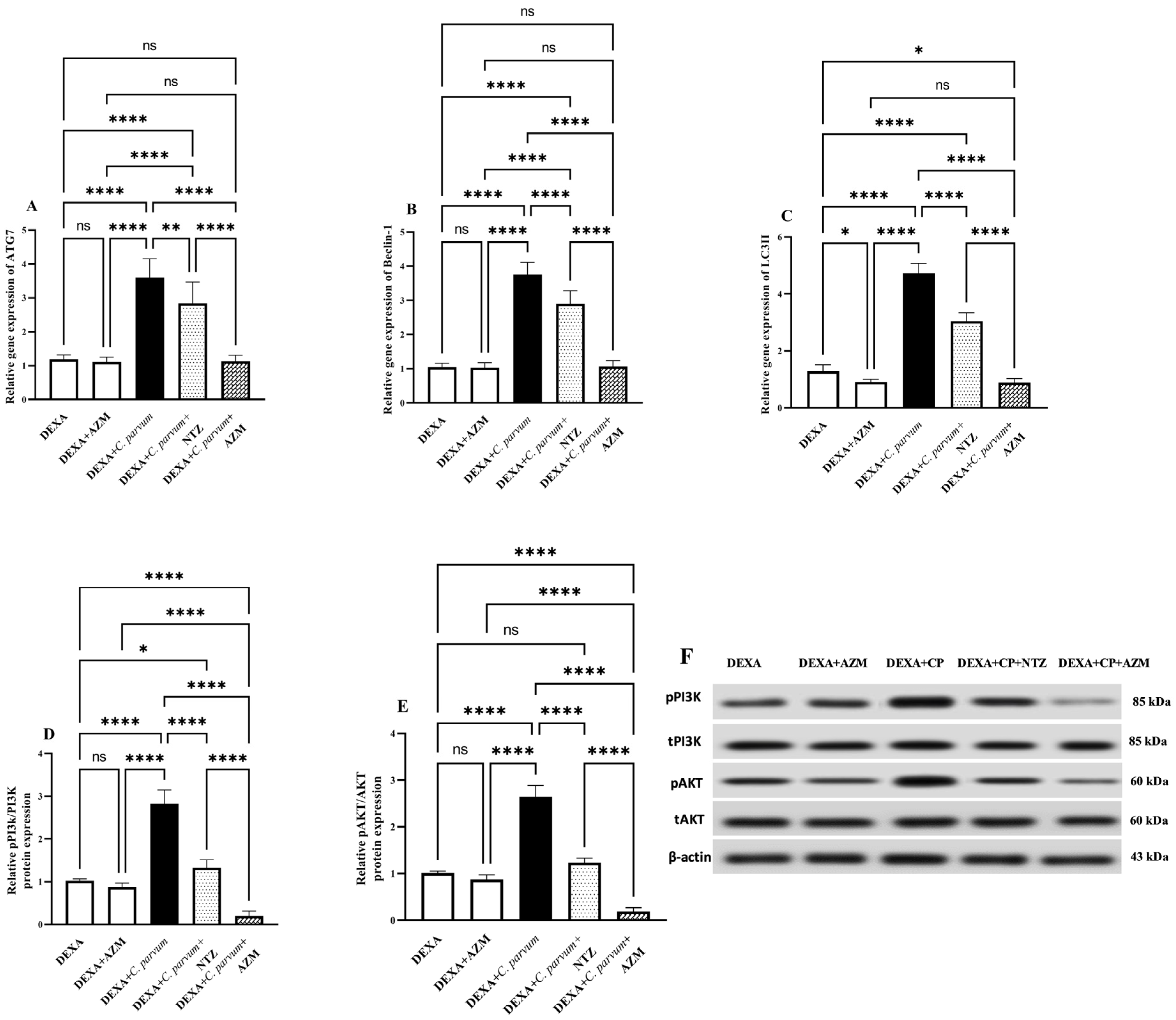 Azithromycin Mitigates Experimental Cryptosporidiosis-Driven Ileocecal ...