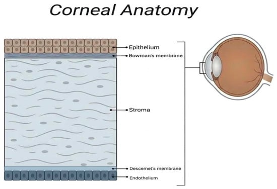 Induced Pluripotent Stem Cells in Corneal Regeneration: Biological ...