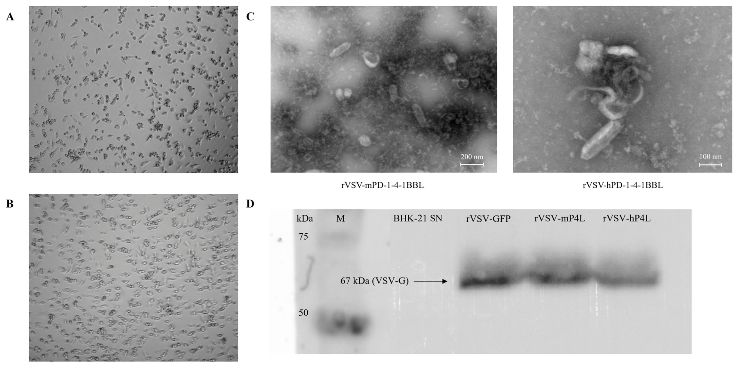 Assessment of the Novel rVSV-PD-1-4-1BBL Oncolytic Activity on Mouse ...