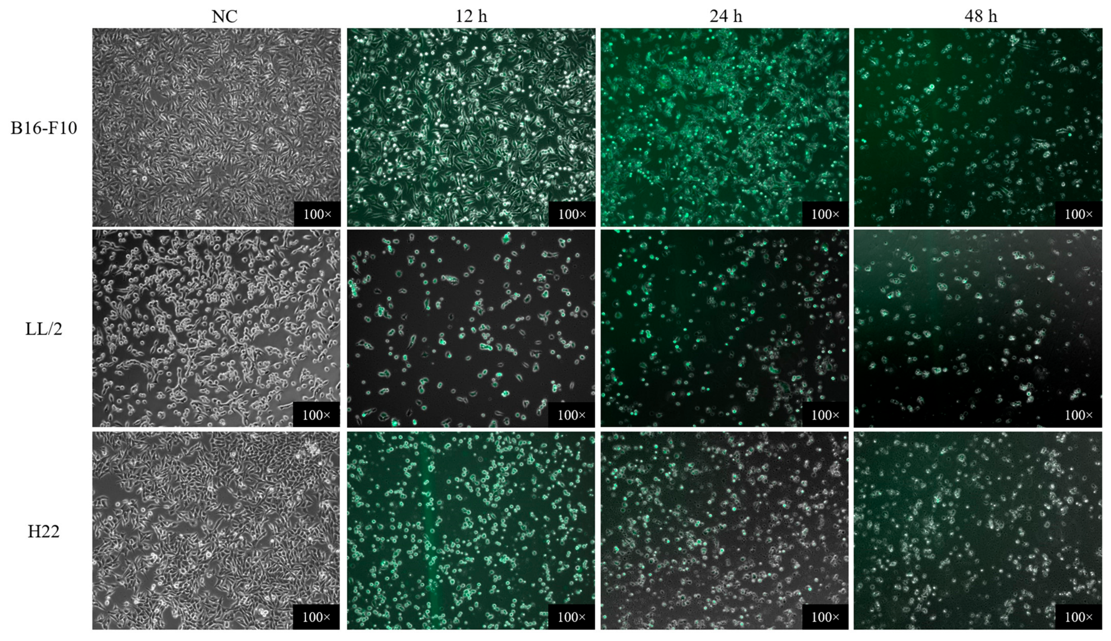 Assessment of the Novel rVSV-PD-1-4-1BBL Oncolytic Activity on Mouse ...