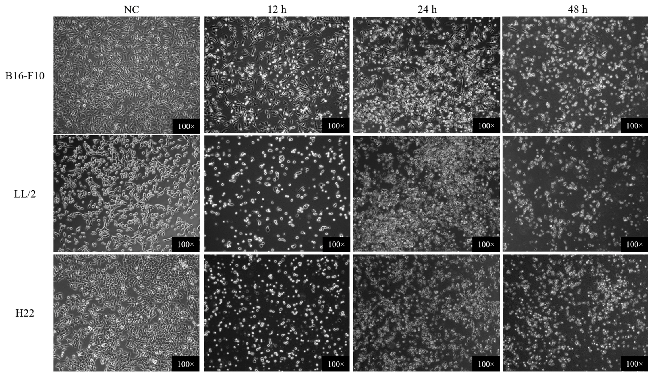 Assessment of the Novel rVSV-PD-1-4-1BBL Oncolytic Activity on Mouse ...