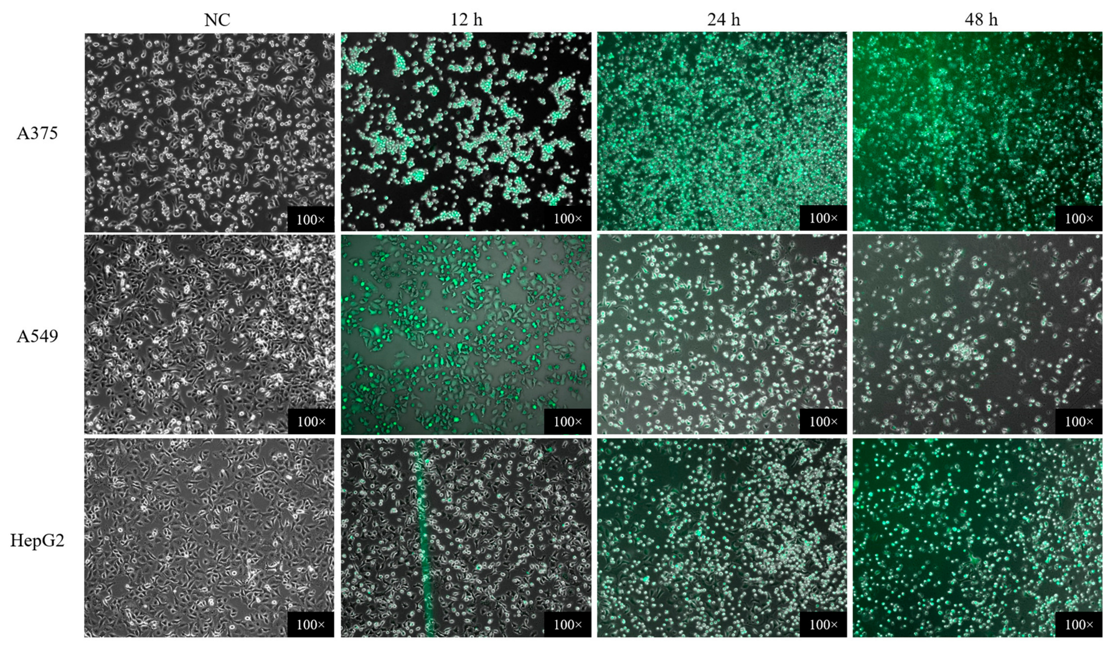 Assessment of the Novel rVSV-PD-1-4-1BBL Oncolytic Activity on Mouse ...